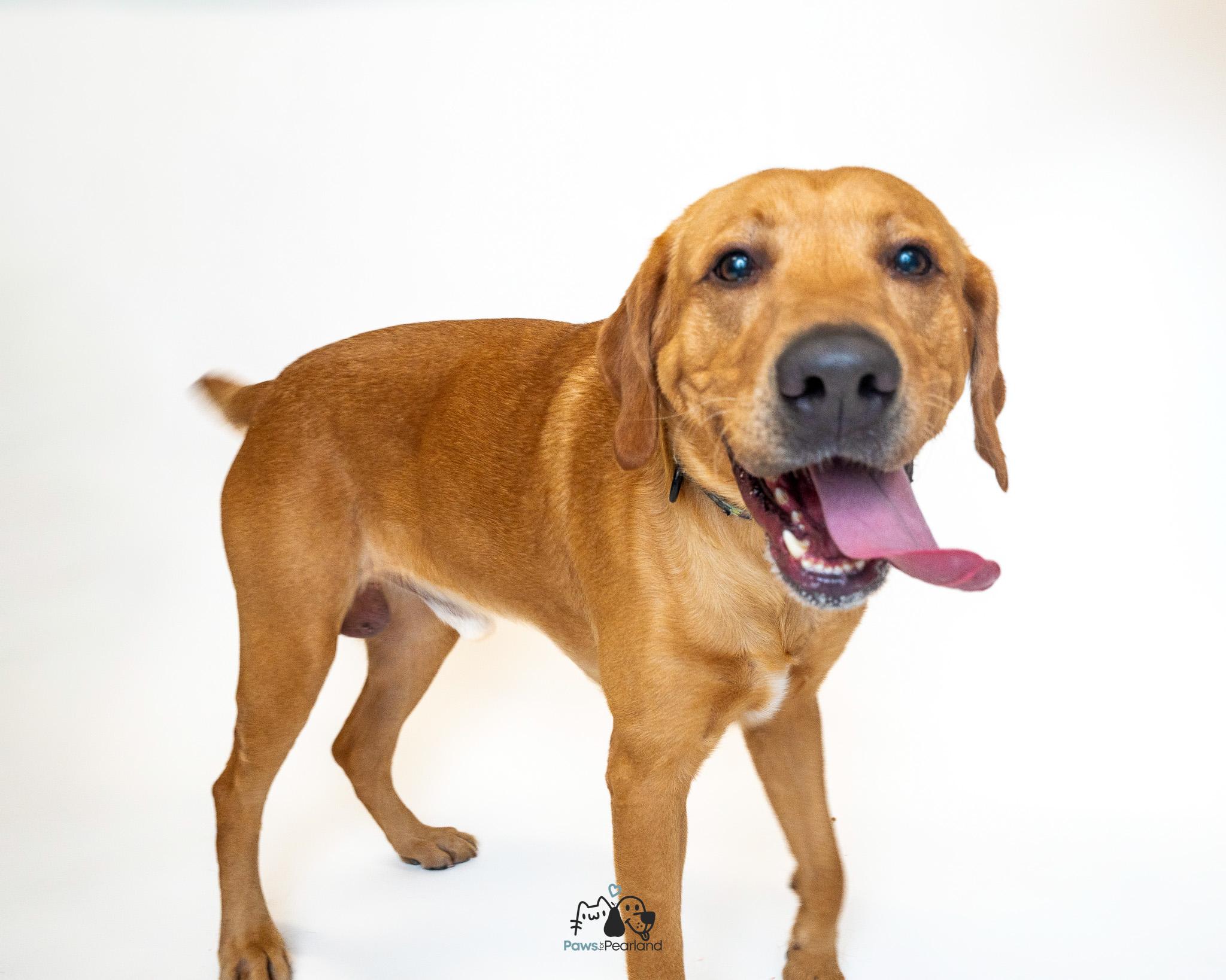 Dog for adoption - Dexter, a Labrador Retriever Mix in Austin, TX ...