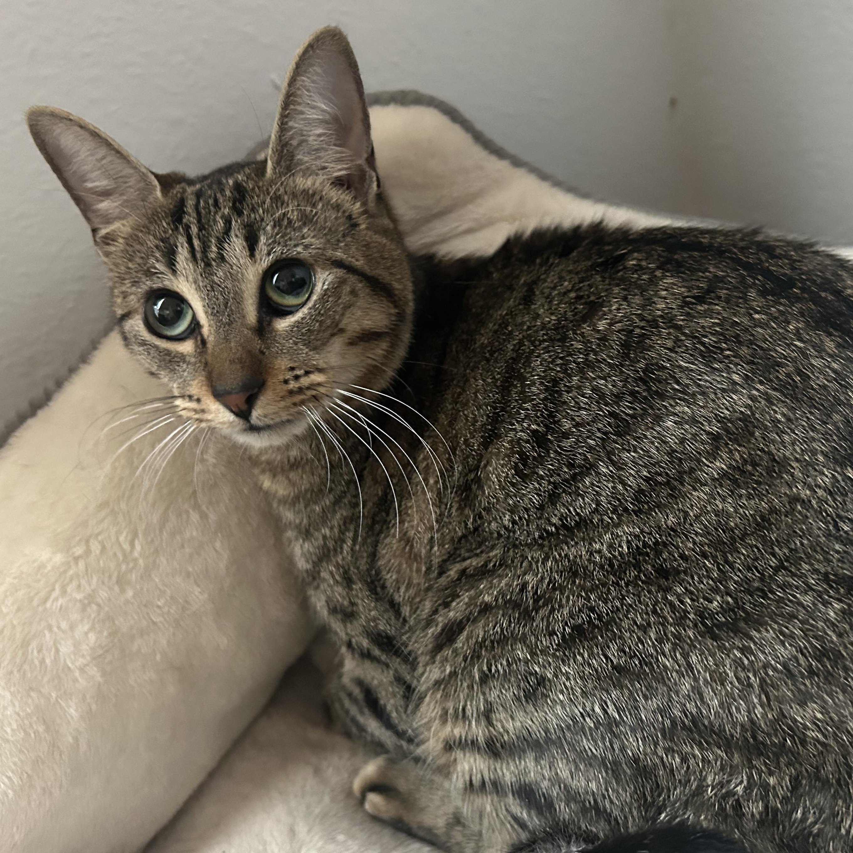 Cat for adoption - Maira, a Tabby Mix in Rochester, MN | Petfinder