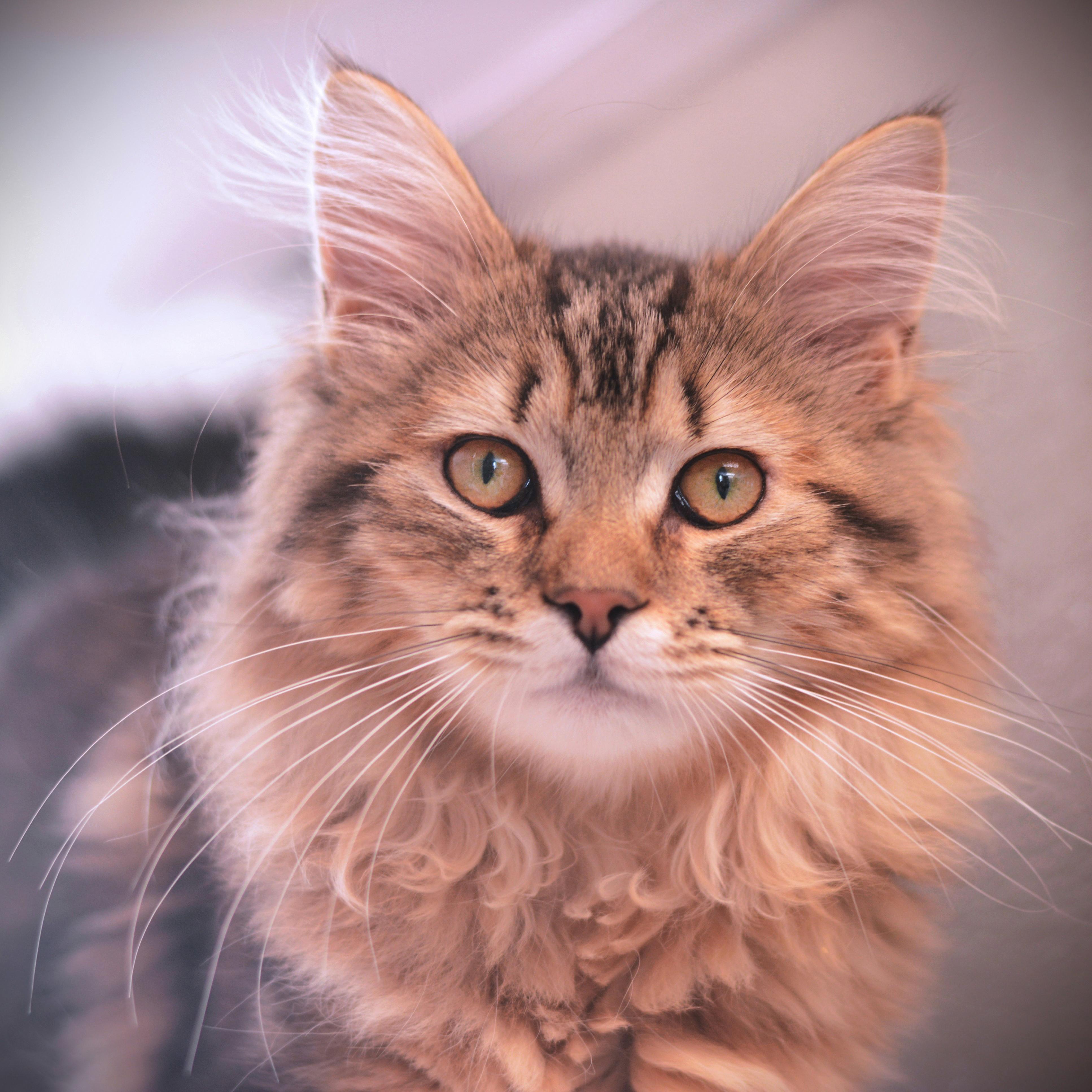 Dora - Adoptable Pet | Petfinder | Petfinder
