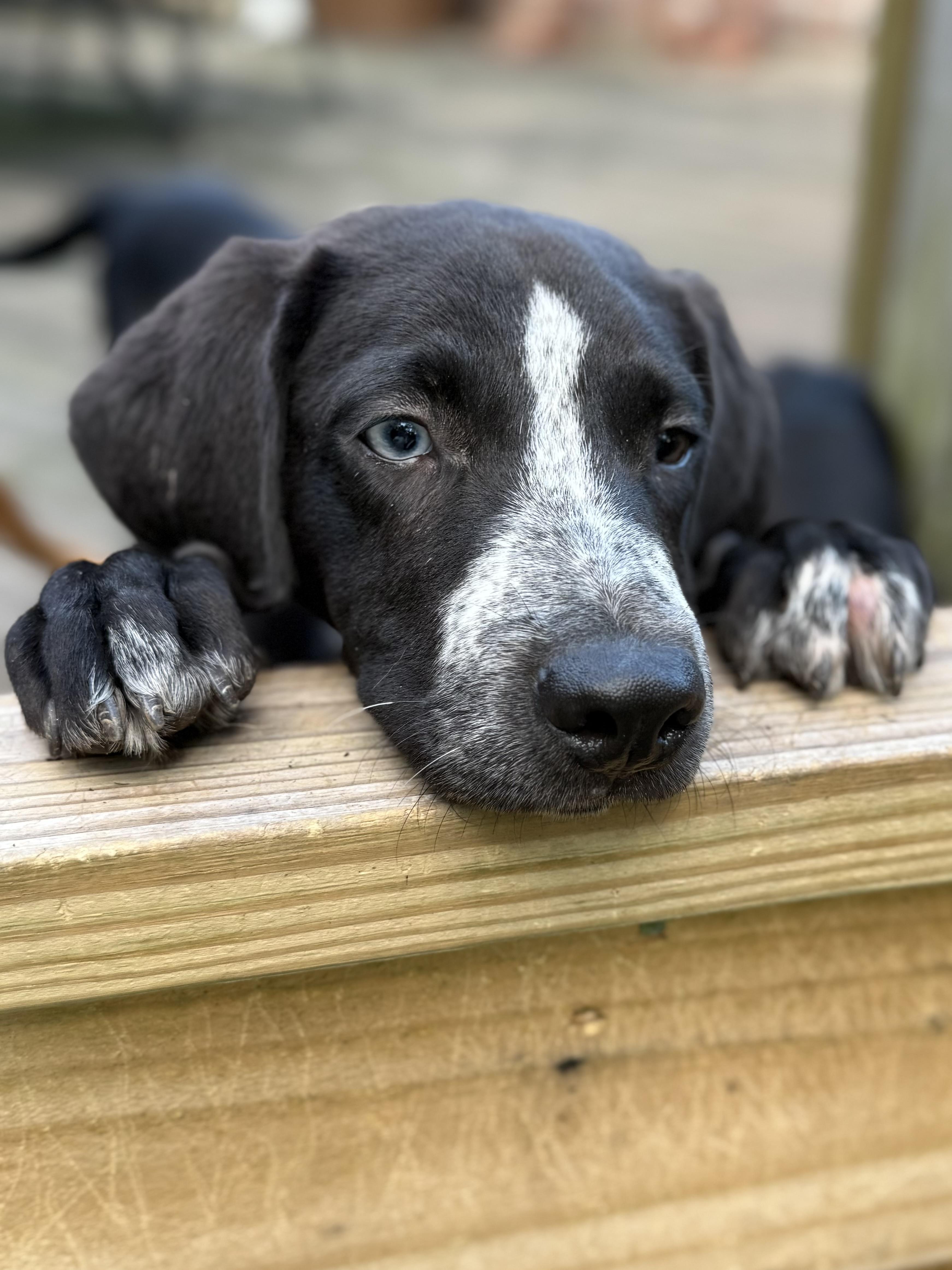 Dog for adoption - Jackson, a Mixed Breed in Bedminster, NJ | Petfinder