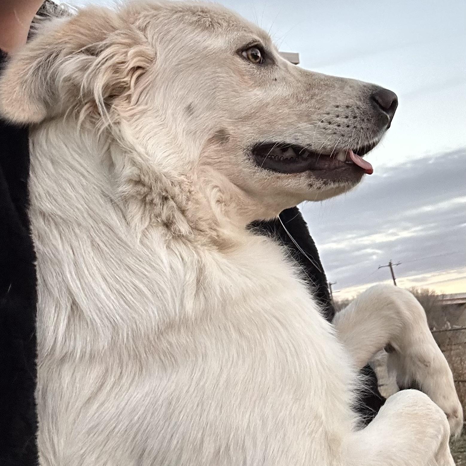 Dog for adoption - Skye, an Australian Shepherd Mix in Milwaukee, WI ...