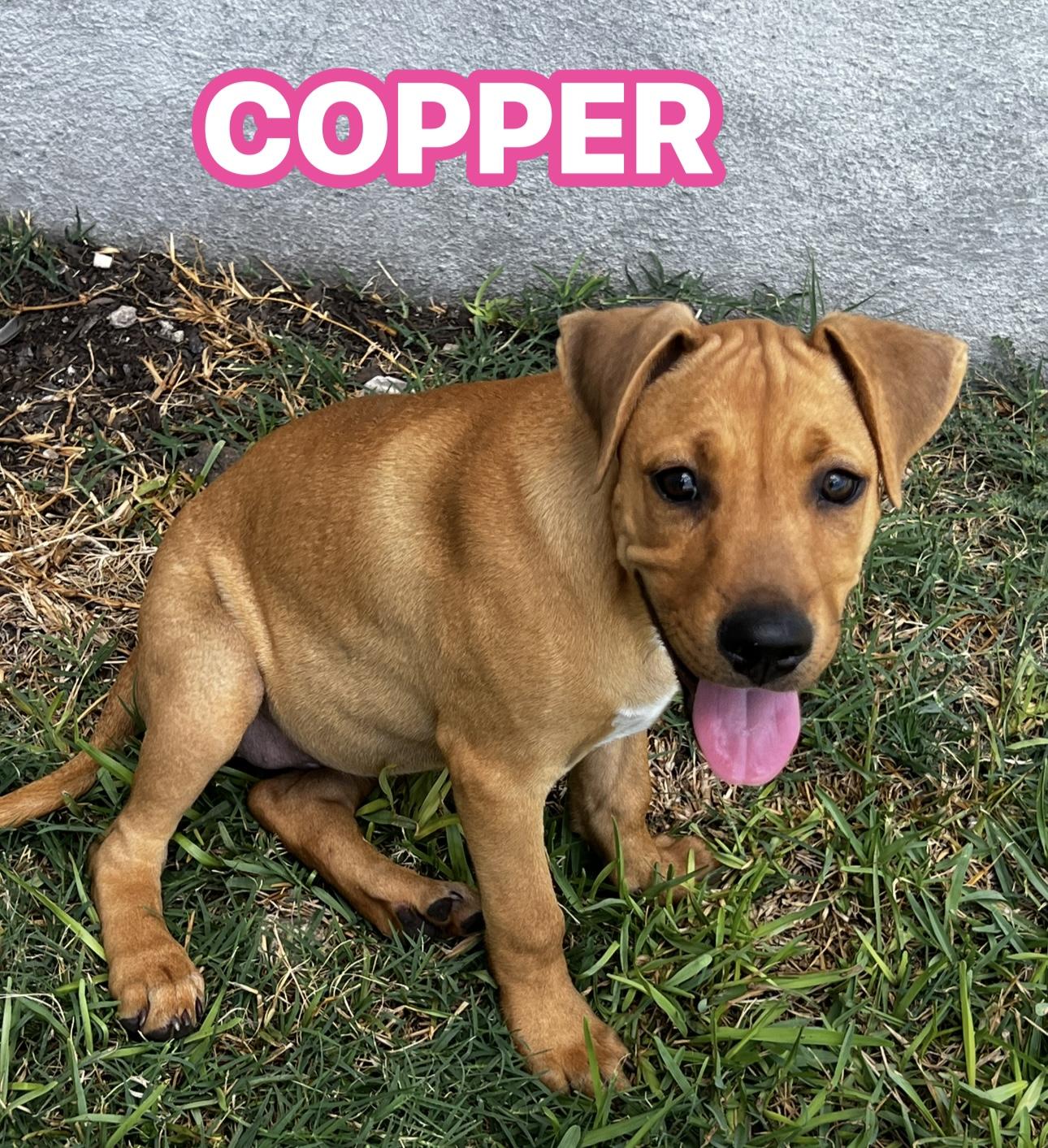 Dog for adoption - Copper, a Labrador Retriever Mix in Portland, OR ...