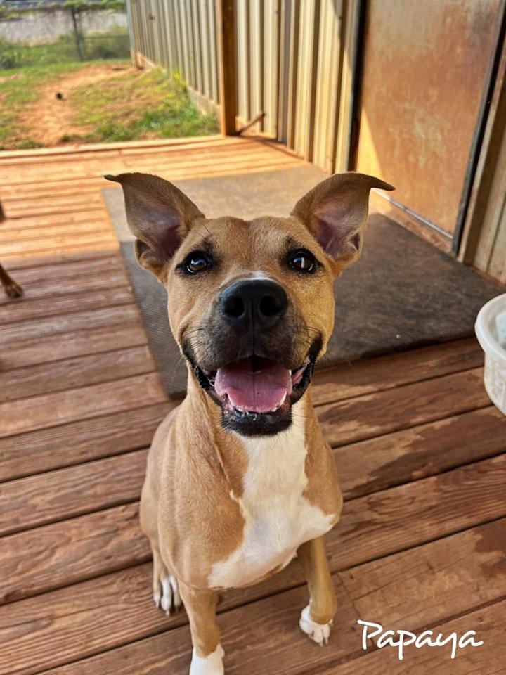 Dog for adoption - Papaya, an American Staffordshire Terrier Mix in ...