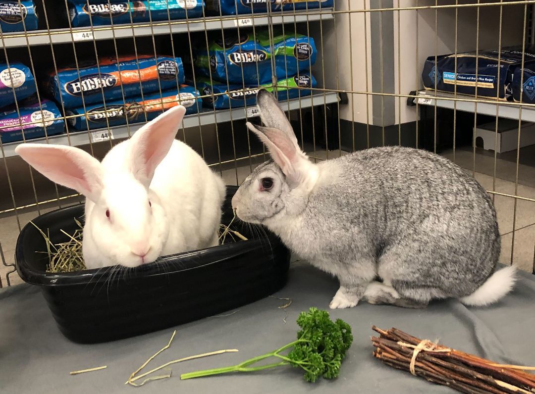 Rabbit for adoption - Jack and Jill, a New Zealand in New York, NY ...