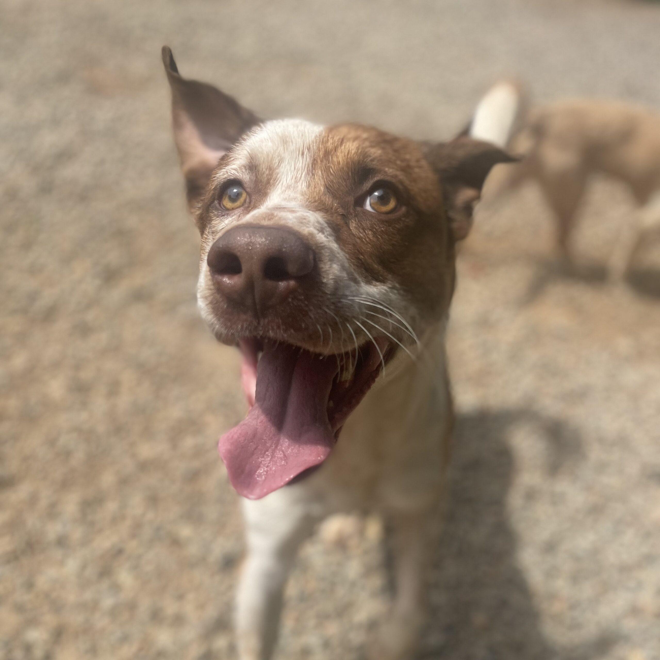 Dog for adoption - Roman, a Cattle Dog Mix in Jamaica Plain, MA | Petfinder