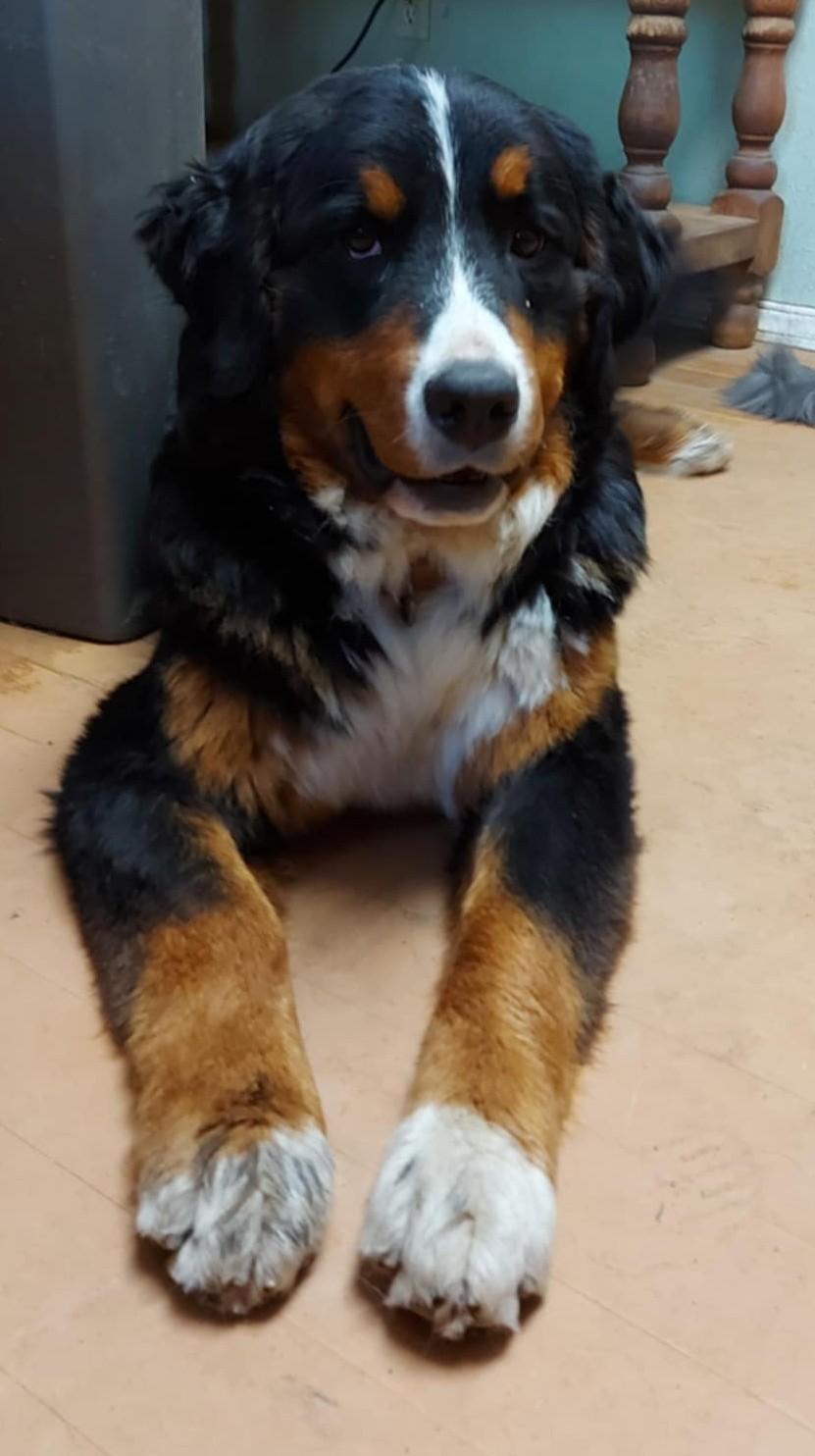 Dog for adoption - Eloise, a Bernese Mountain Dog in Kiowa, OK | Petfinder