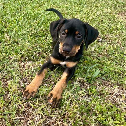 Florida Dog Adoptions | Dogs for Adoption in FL