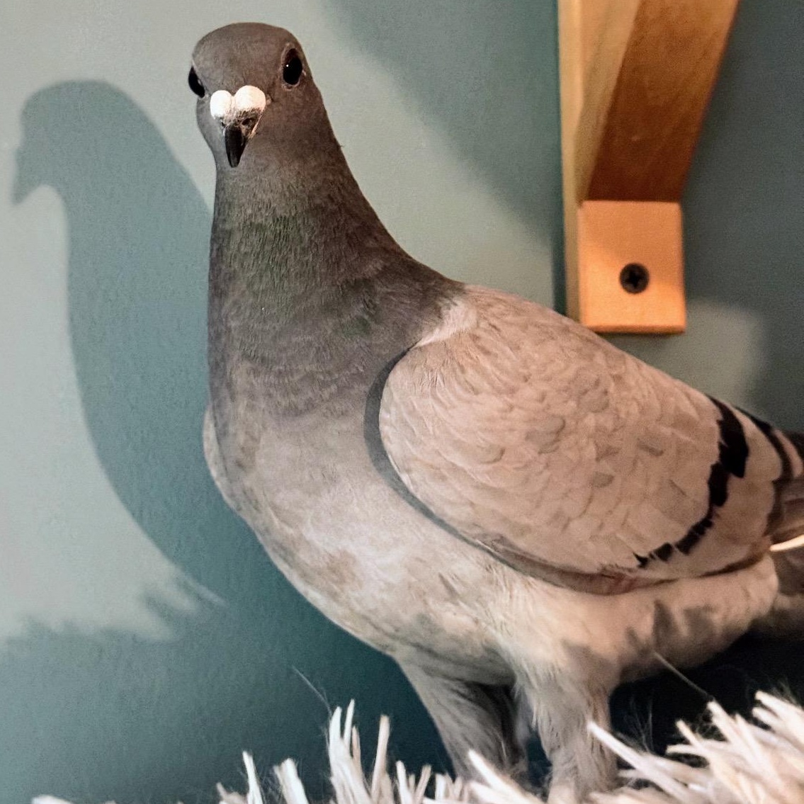 Dove for adoption - Moonshine, a Pigeon in Chicago, IL | Petfinder