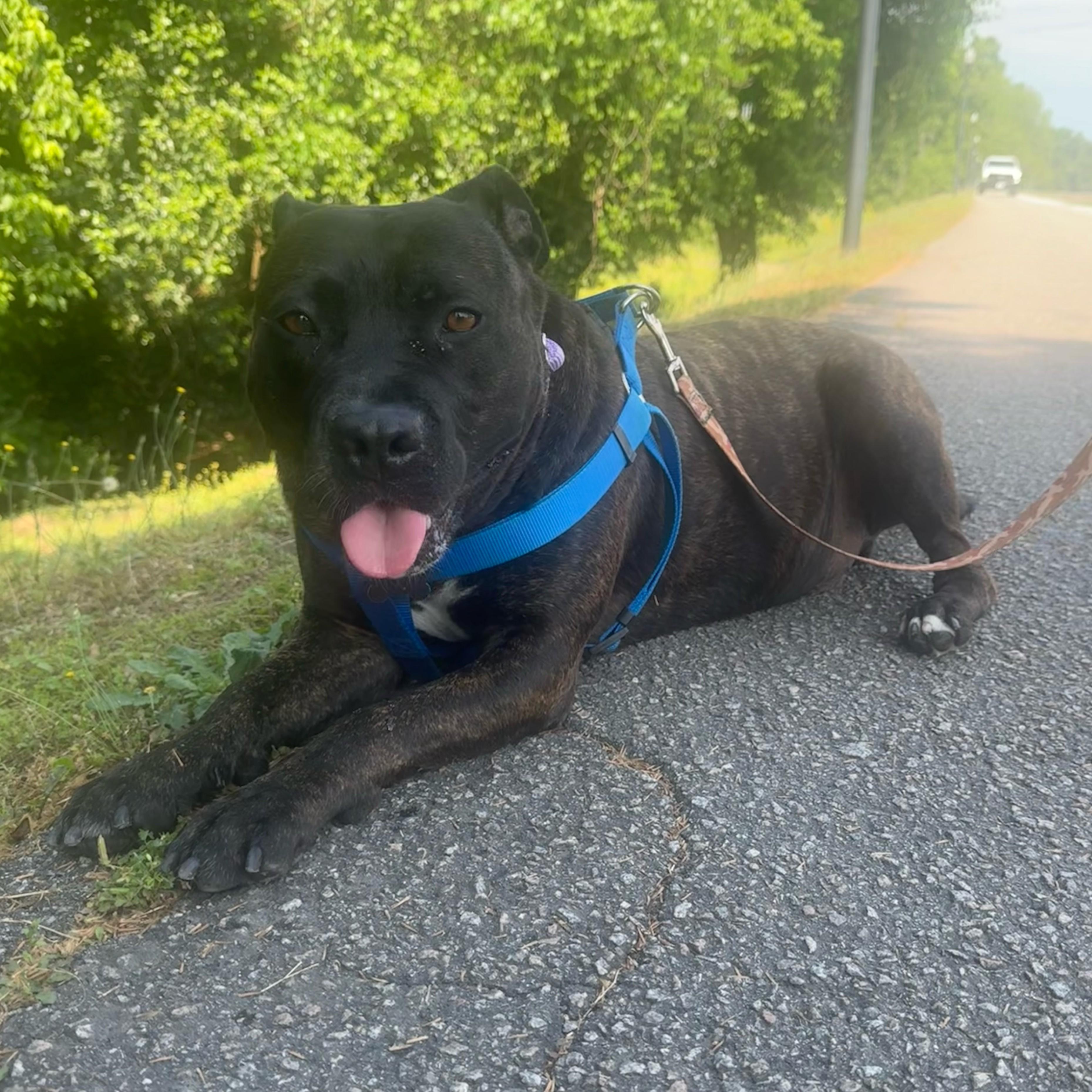 Dog for adoption - Pumbaa, an American Staffordshire Terrier Mix in ...