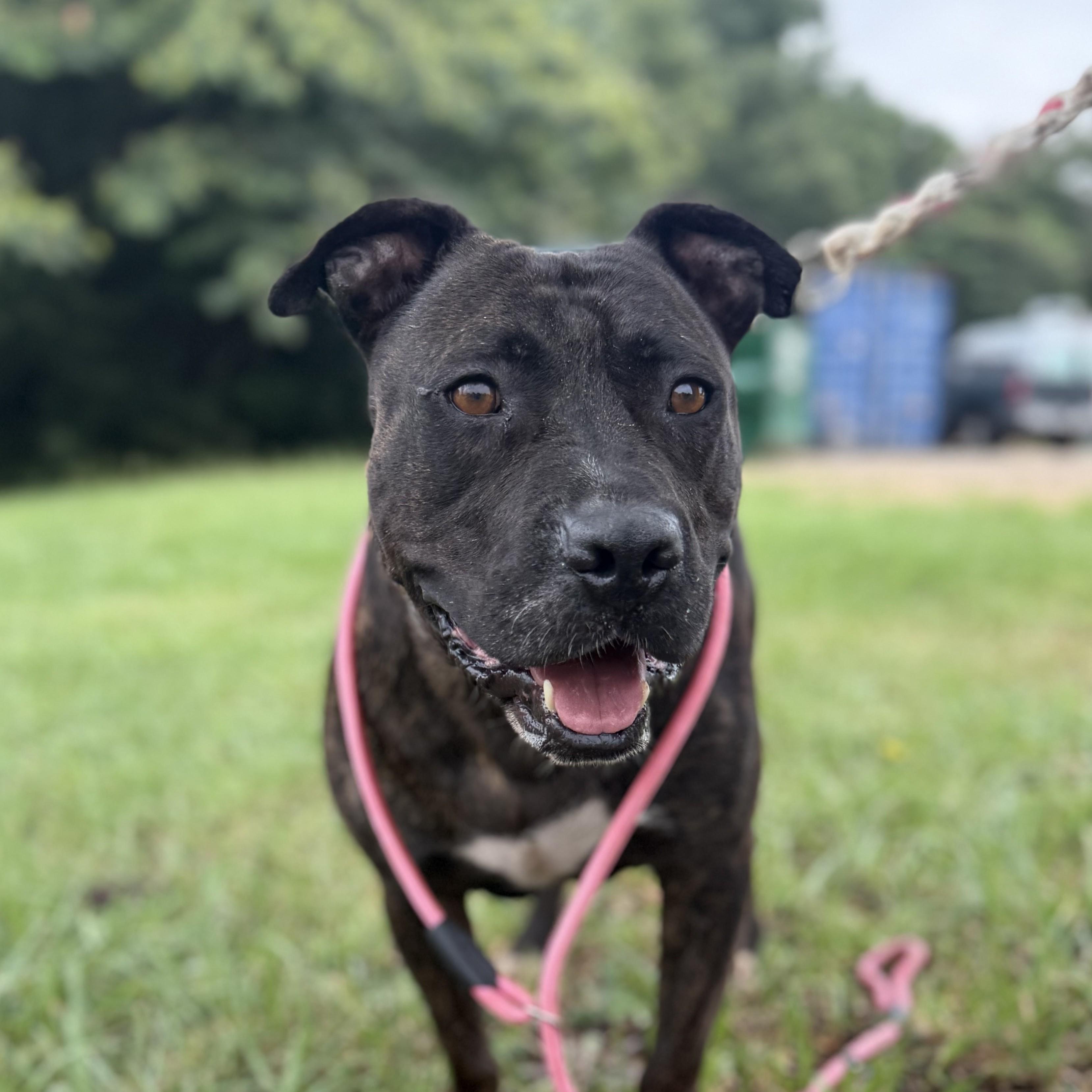Dog for adoption - Pumbaa, an American Staffordshire Terrier Mix in ...