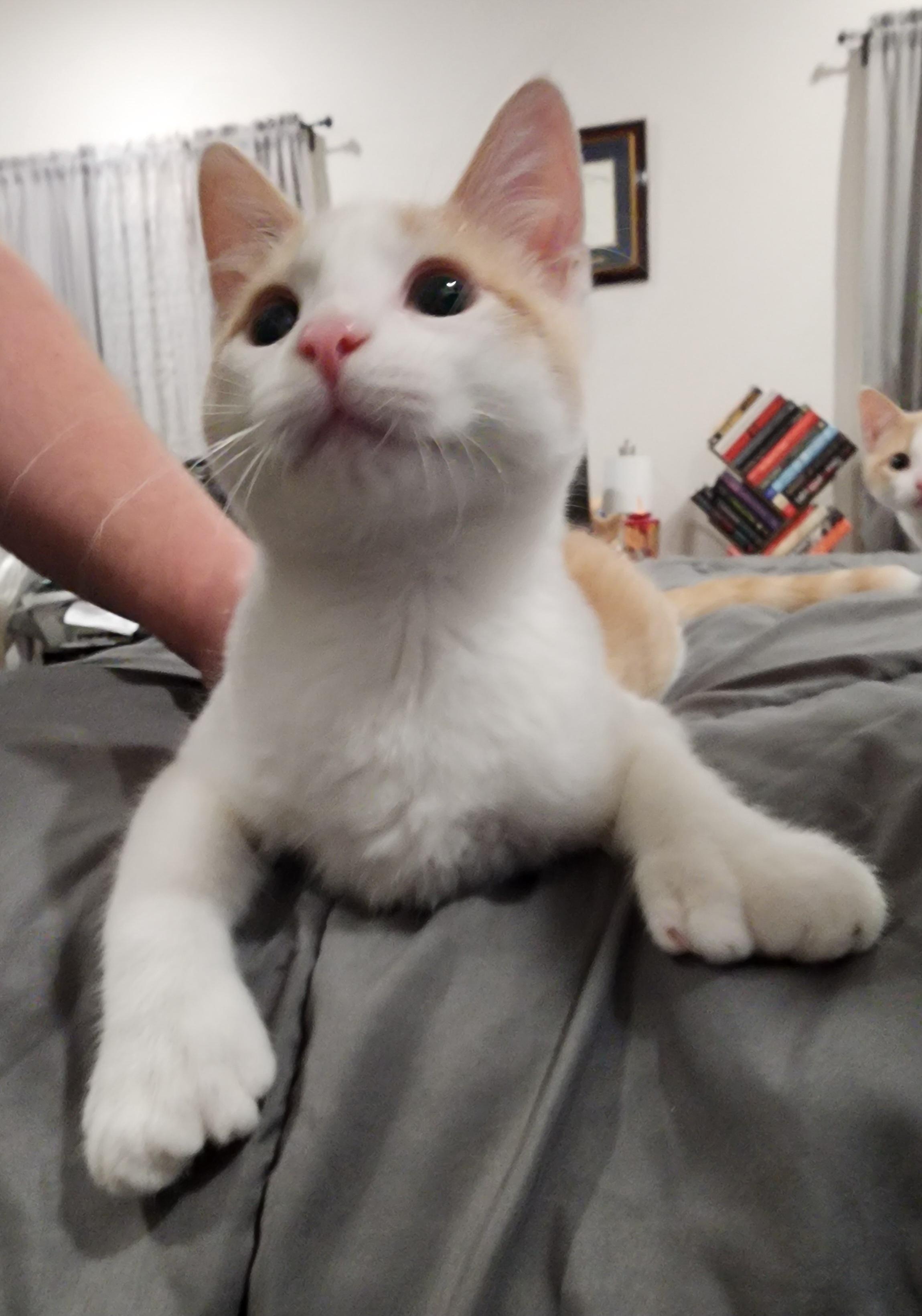 Cat for adoption - Jake, an Extra-Toes Cat / Hemingway Polydactyl in ...