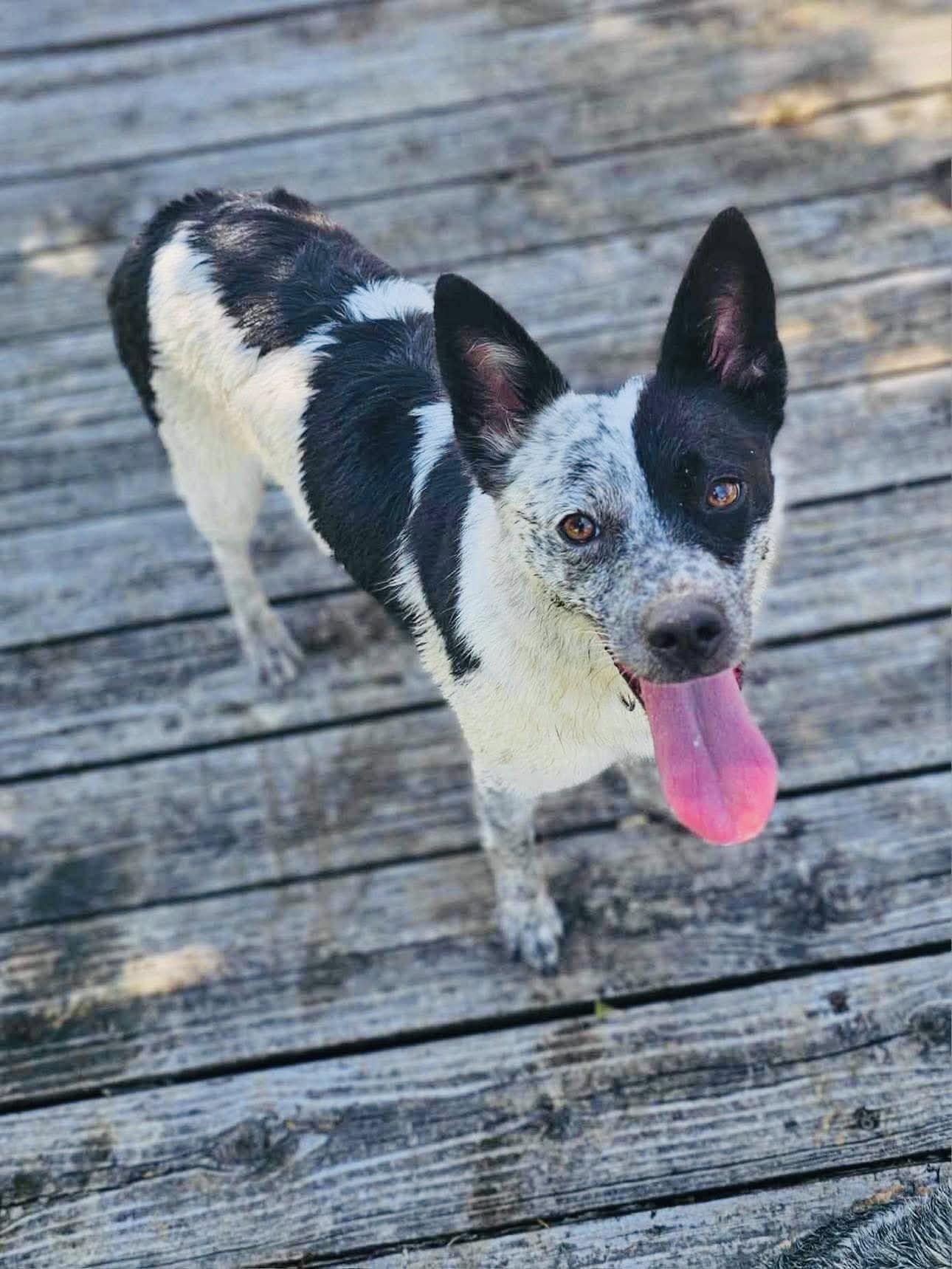 Dog for adoption - Luke and Lacie, a Cattle Dog in Bellevue, WA | Petfinder