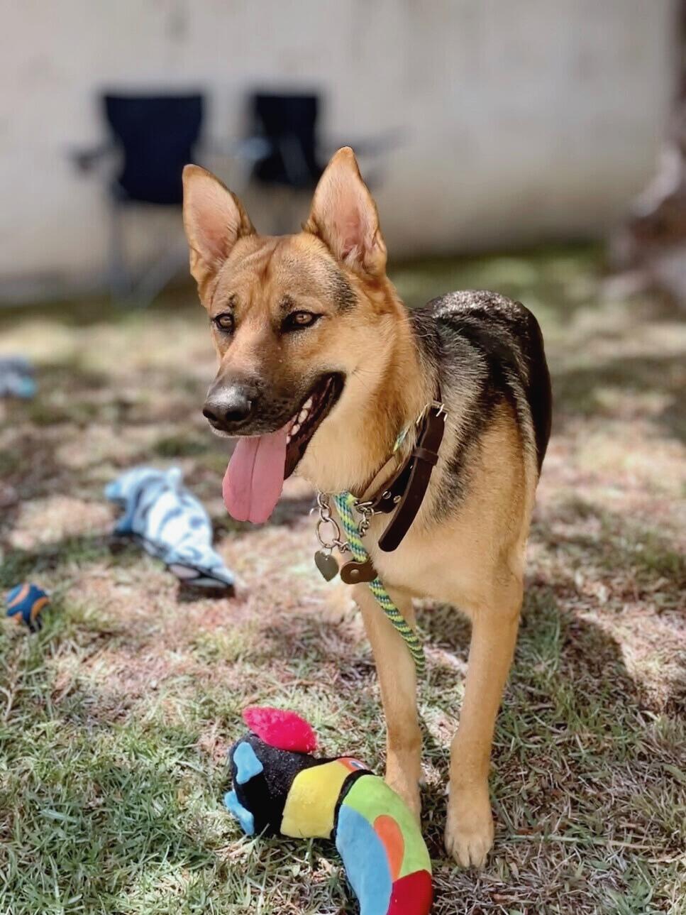 Dog for adoption - Sheba, a German Shepherd Dog & Shepherd Mix in ...