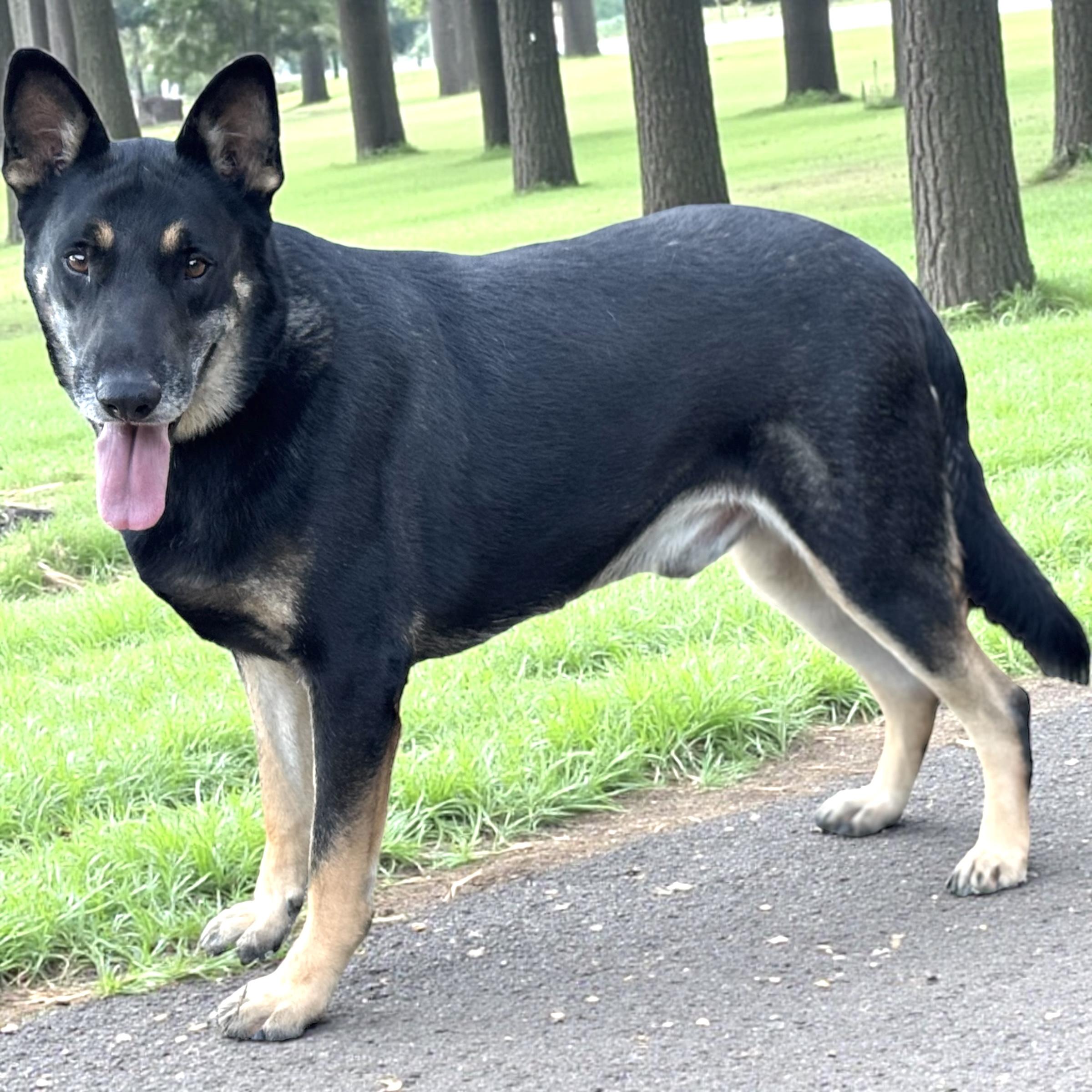 Dog for adoption - Oso, a German Shepherd Dog in Brattleboro, VT ...