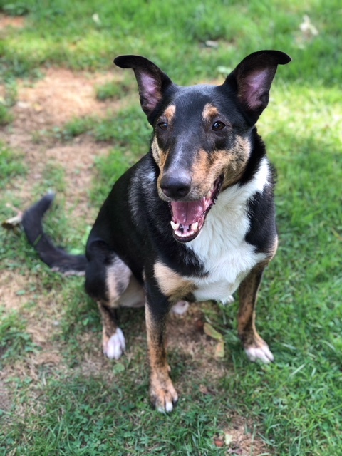 Dog for adoption - Riley Roscoe, a Collie & Border Collie Mix in Little ...