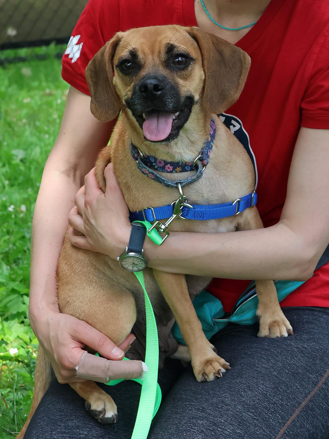 Dog for adoption - Minty, a Puggle in Harrison, NY | Petfinder