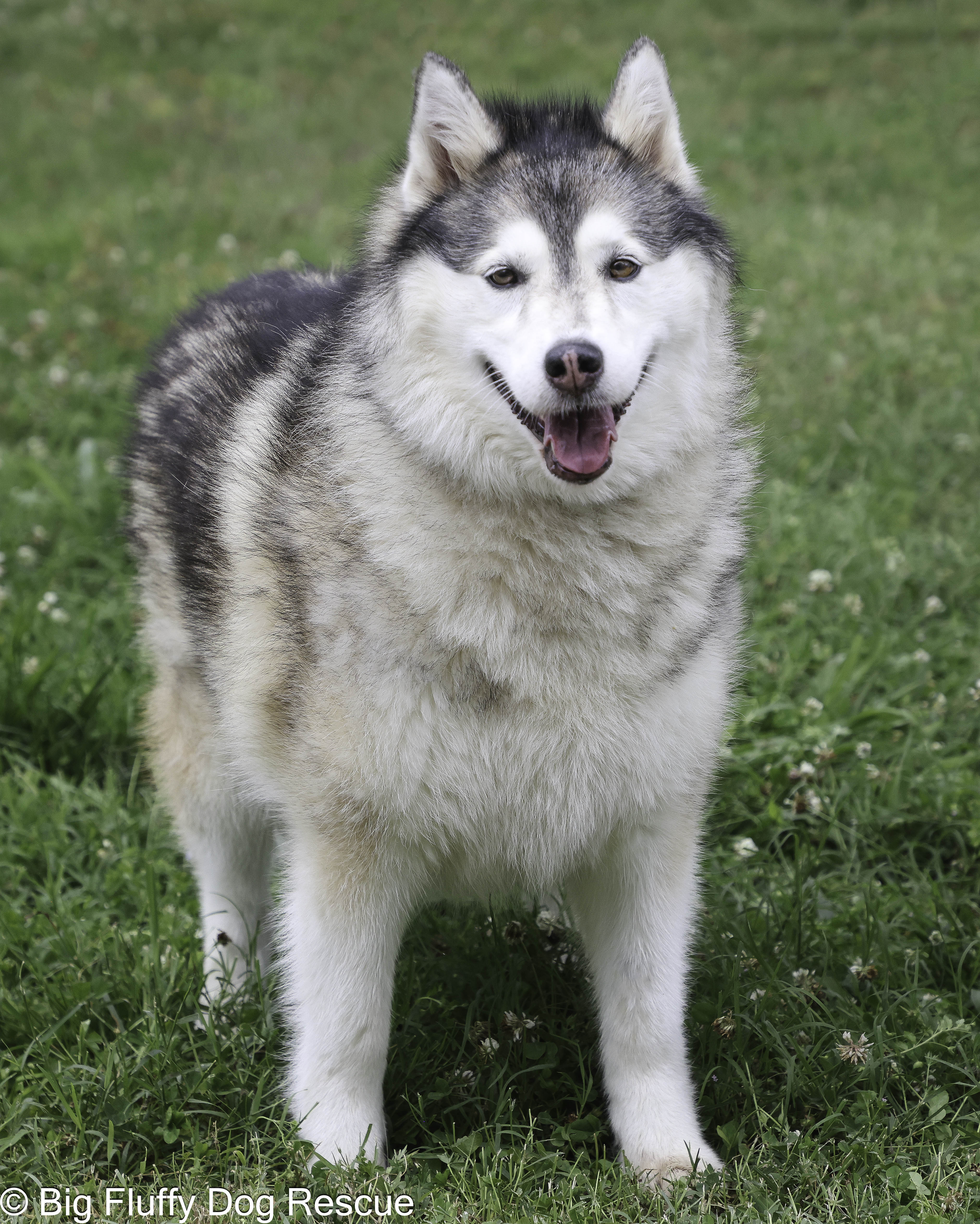 Dog for adoption - Keeko, a Husky in Greensboro, NC | Petfinder