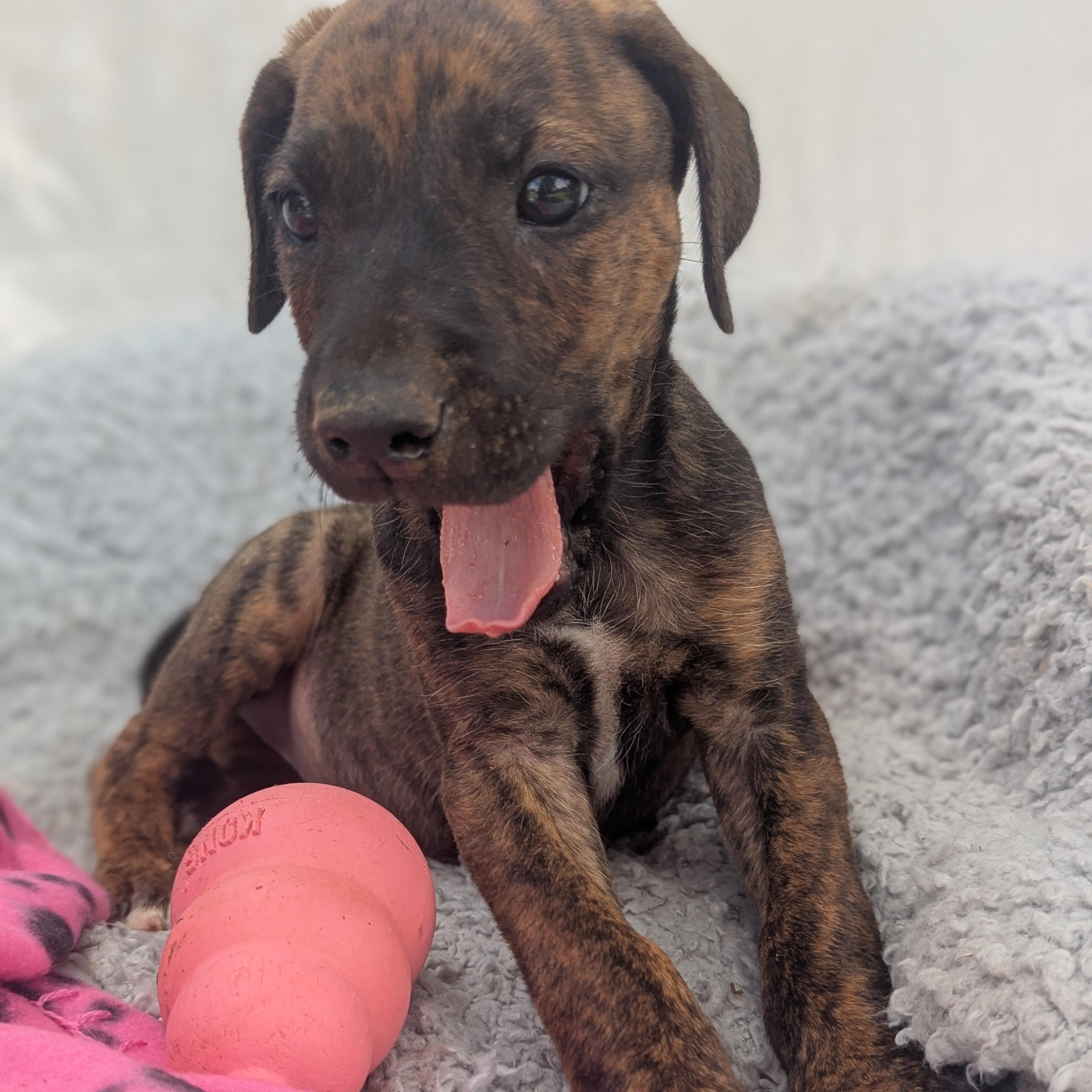 Dog for adoption - Tallulah, a Catahoula Leopard Dog & Boxer Mix in ...