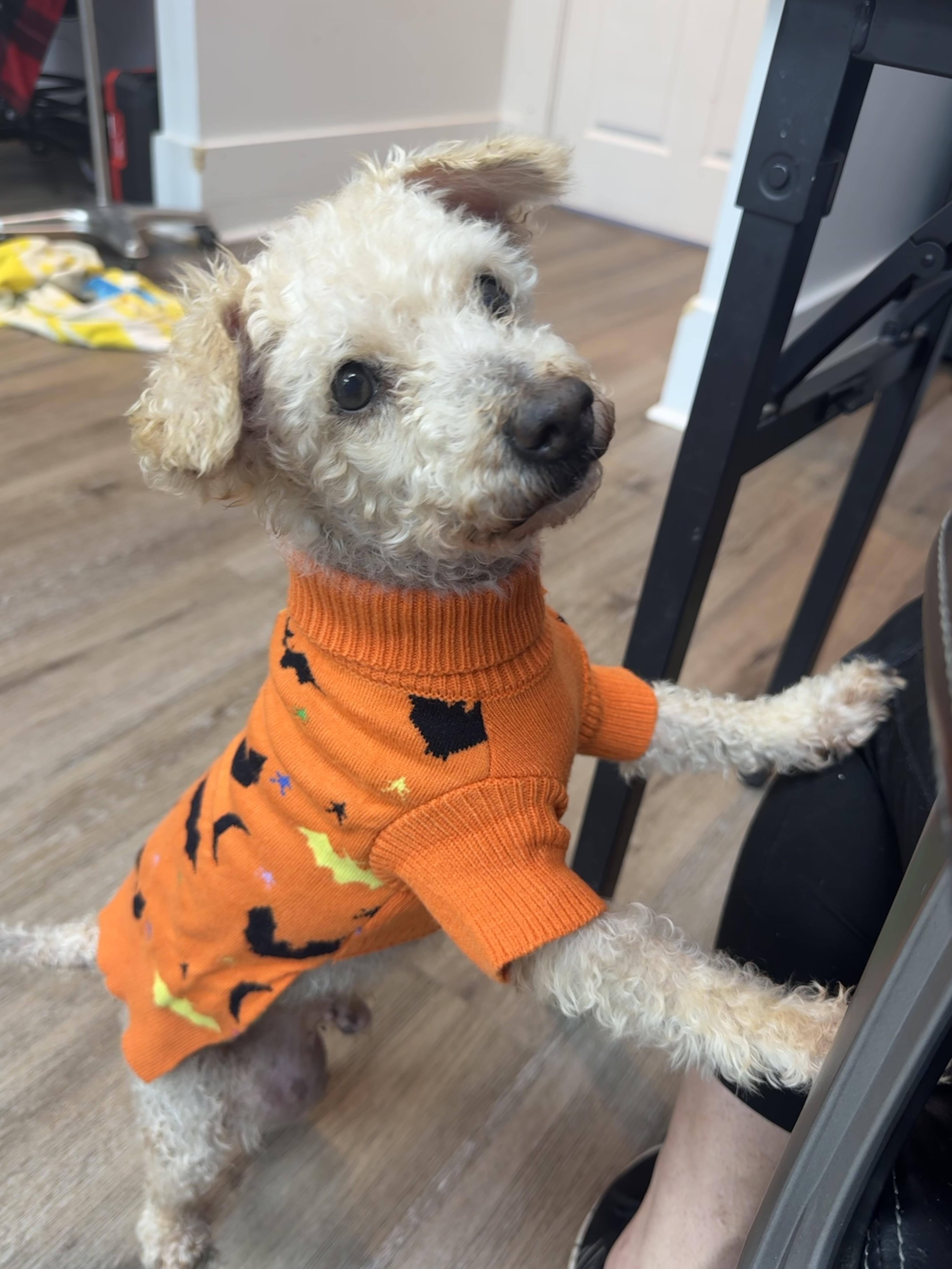 Dog for adoption - Lamb Chop, a Poodle Mix in Ponchatoula, LA | Petfinder