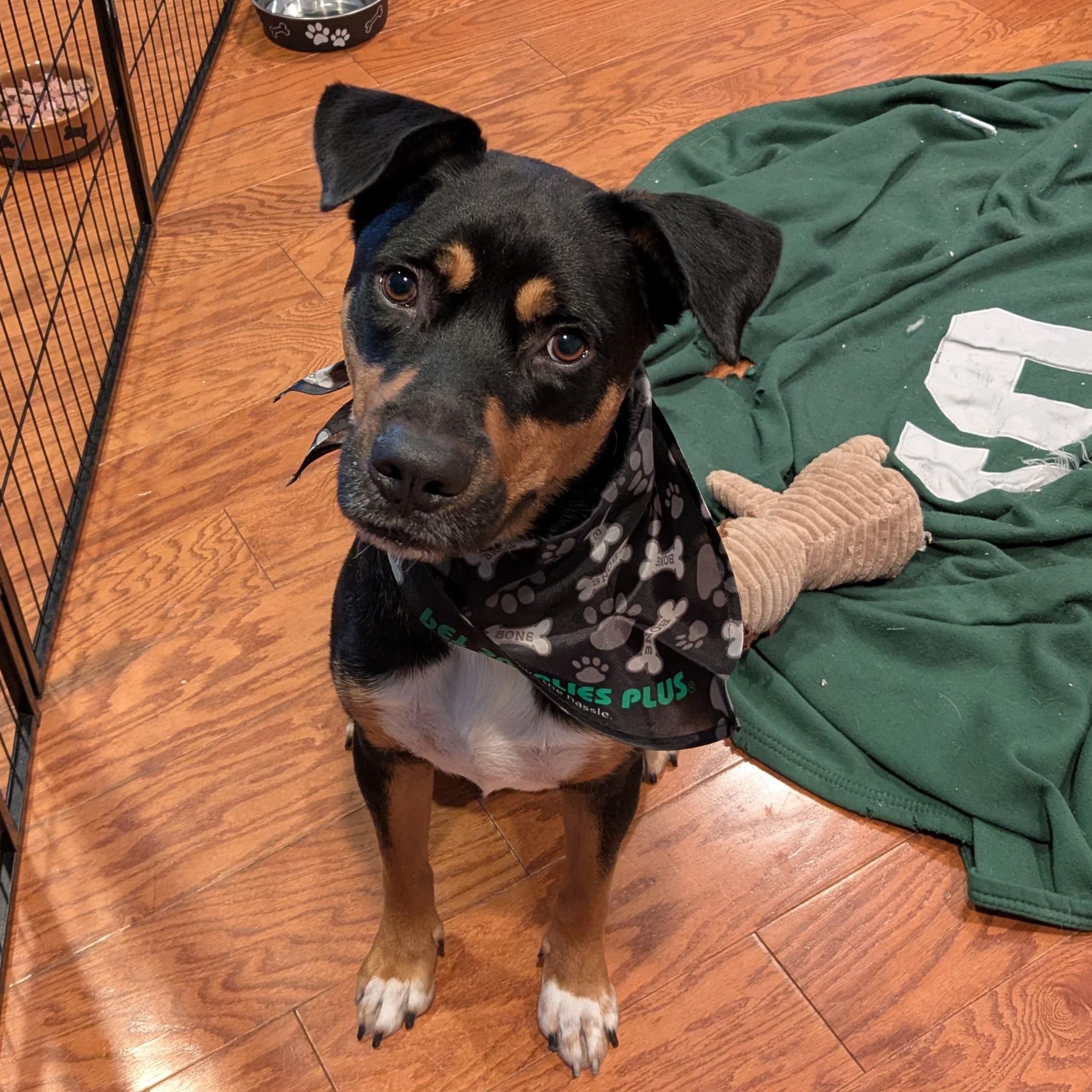 Dog for adoption - Teddy Bear, an Australian Kelpie Mix in Cincinnati ...