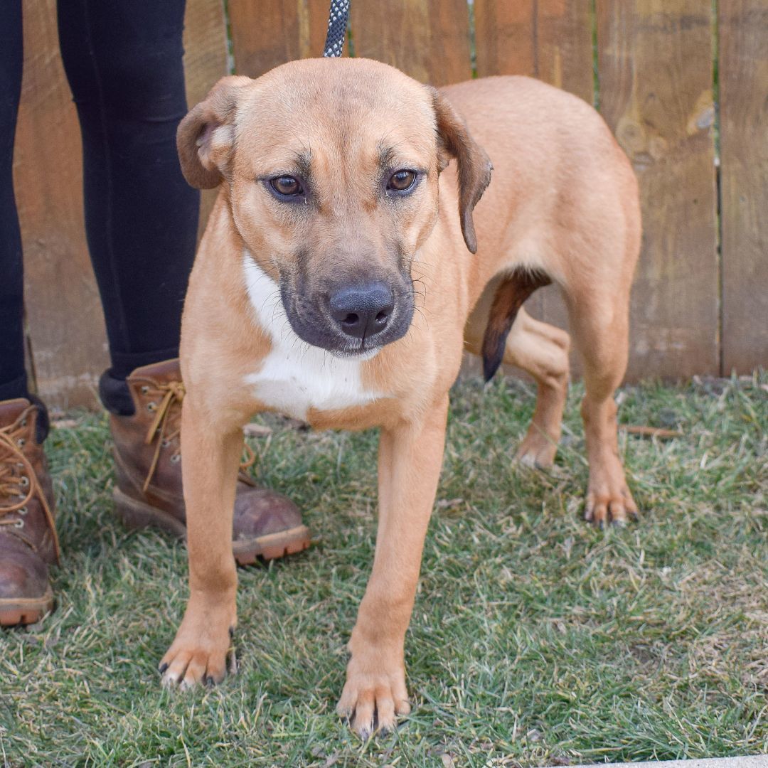 Dog for adoption - Tulip, a Shetland Sheepdog / Sheltie & Yellow ...