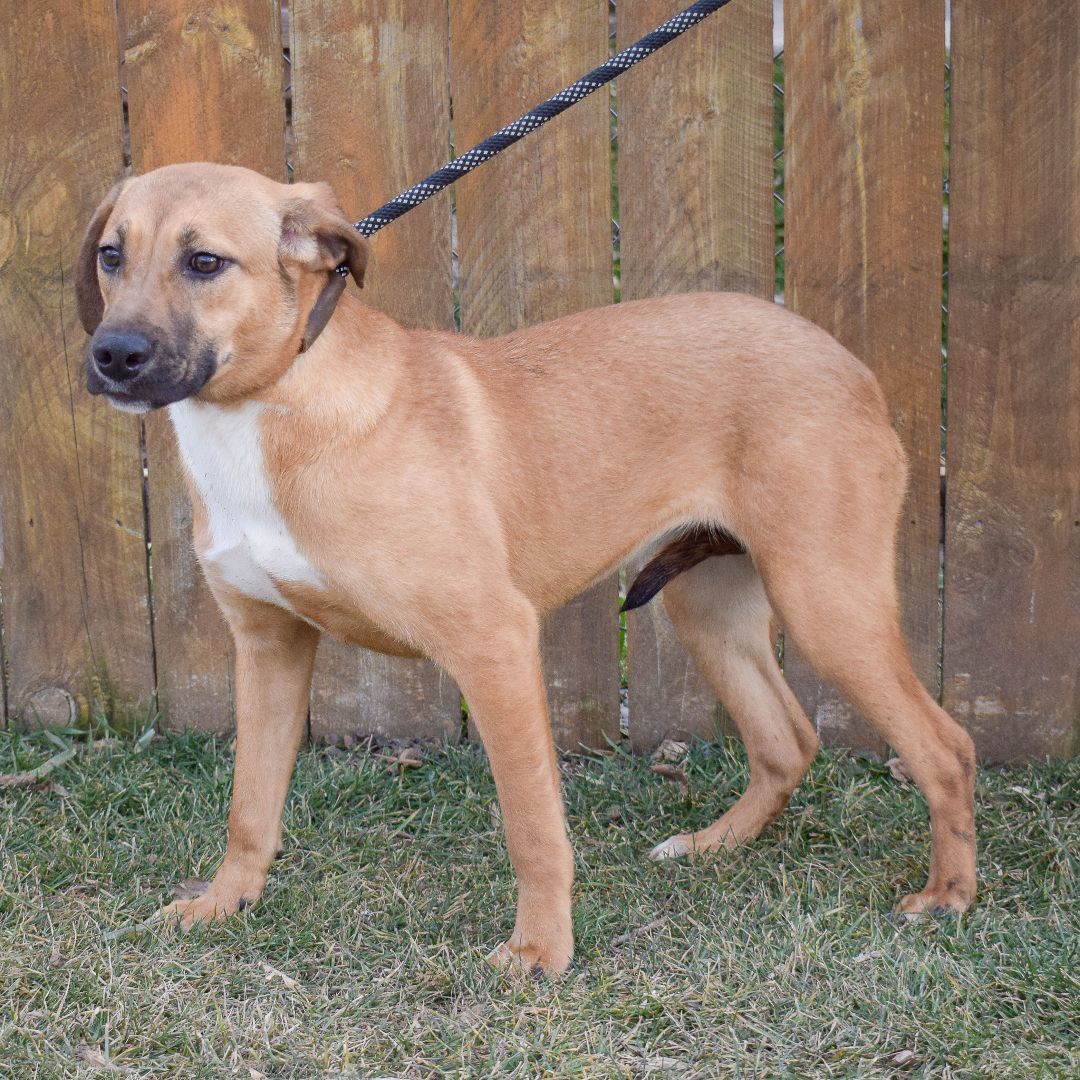 Dog for adoption - Tulip, a Shetland Sheepdog / Sheltie & Yellow ...