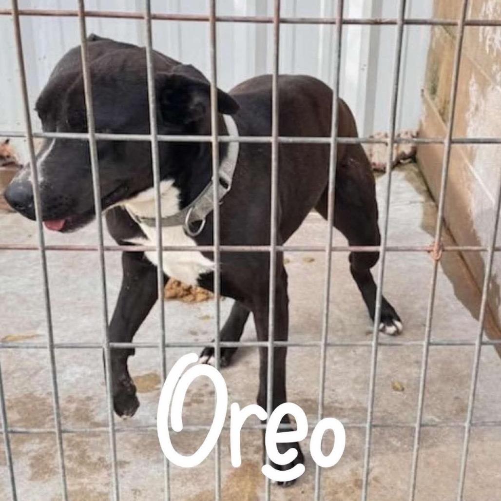 Dog for adoption - Oreo - MI, a Boxer Mix in Ferndale, MI | Petfinder