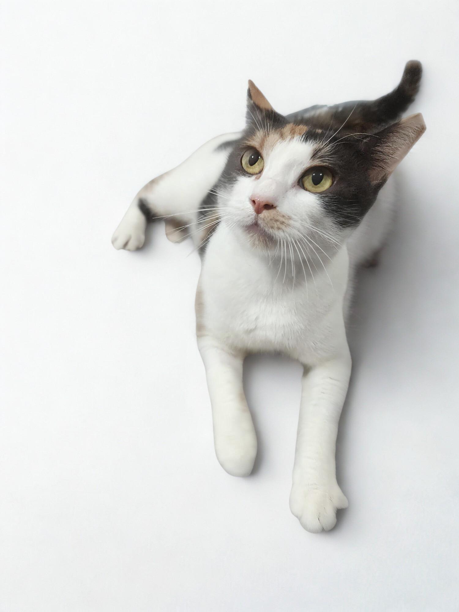 Cat for adoption - Hazel Snuggles, a Domestic Short Hair & Calico Mix in Portsmouth, NH | Petfinder