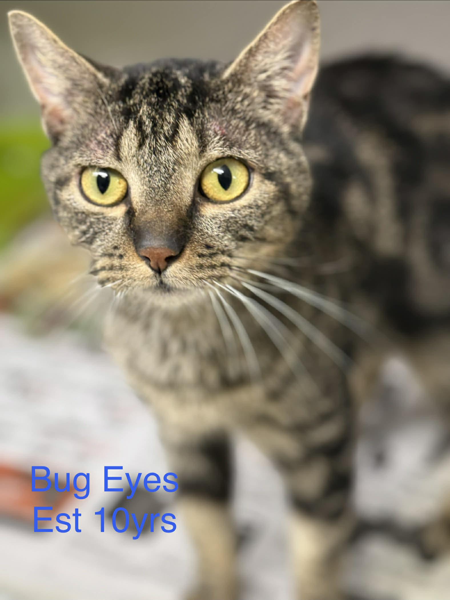 Bug Eyes - Adoptable Pet | Petfinder | Petfinder