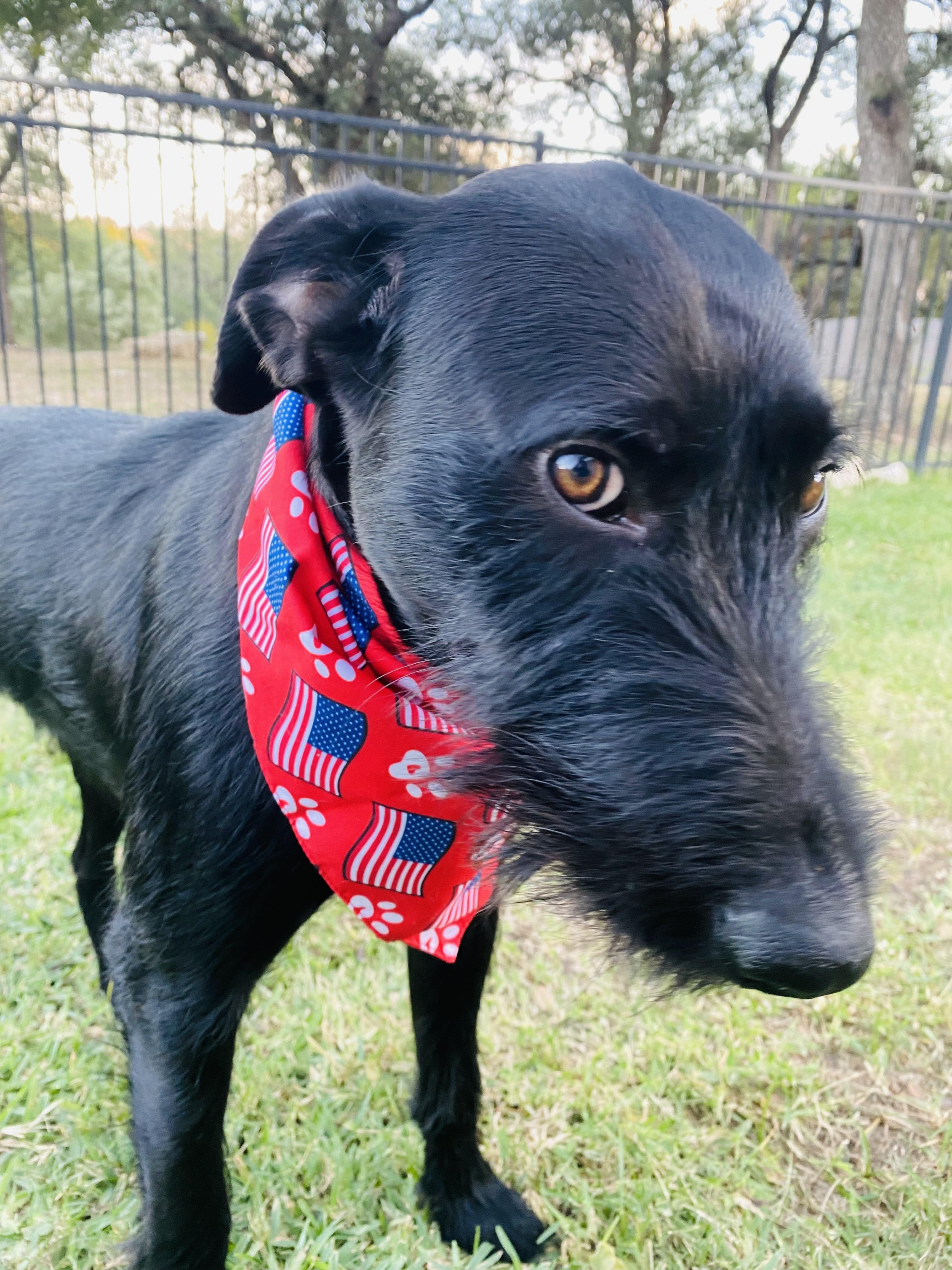 Dog for adoption - Scotty, a Schnauzer & Scottish Terrier Mix in Big ...