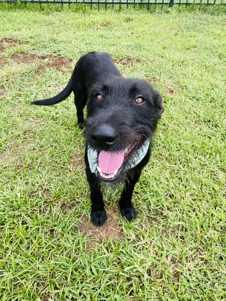 Dog for adoption - Scotty, a Schnauzer & Scottish Terrier Mix in Big ...