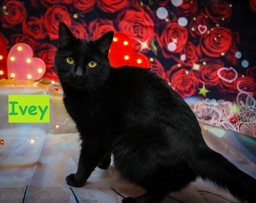 Cat for adoption - Ivey, a Domestic Medium Hair in Candiac, QC | Petfinder