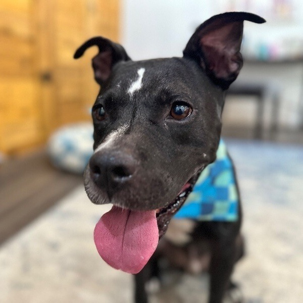 Dog for adoption - Banjo Riddle Sweet Eyes silly ears, a Pit Bull ...