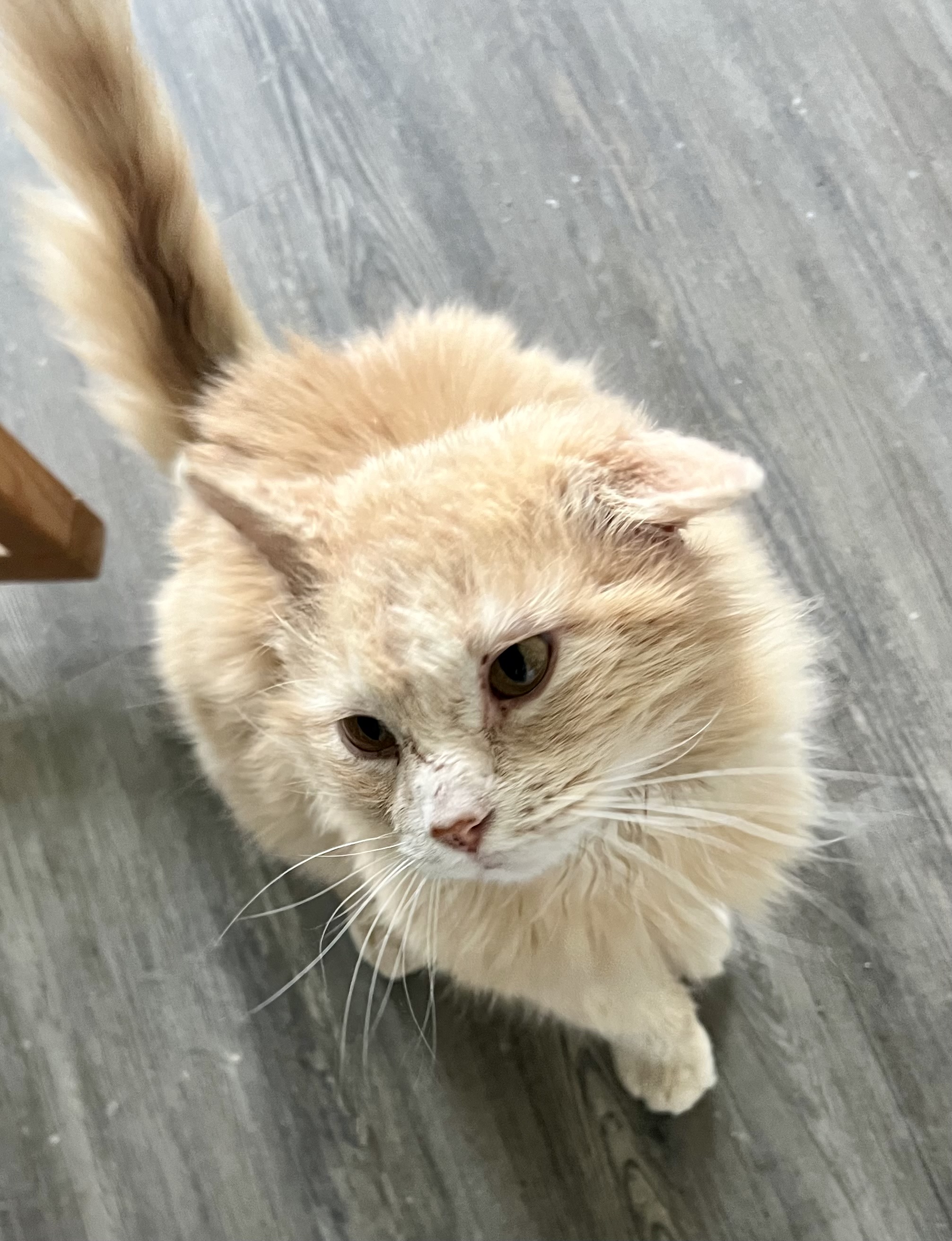 Hart Animal Rescue - Available Animals