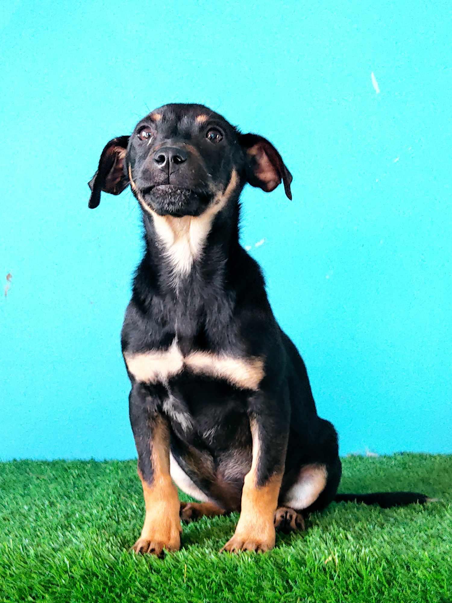 Dog for adoption - Tatiana, a Manchester Terrier in Tijuana, BCN ...