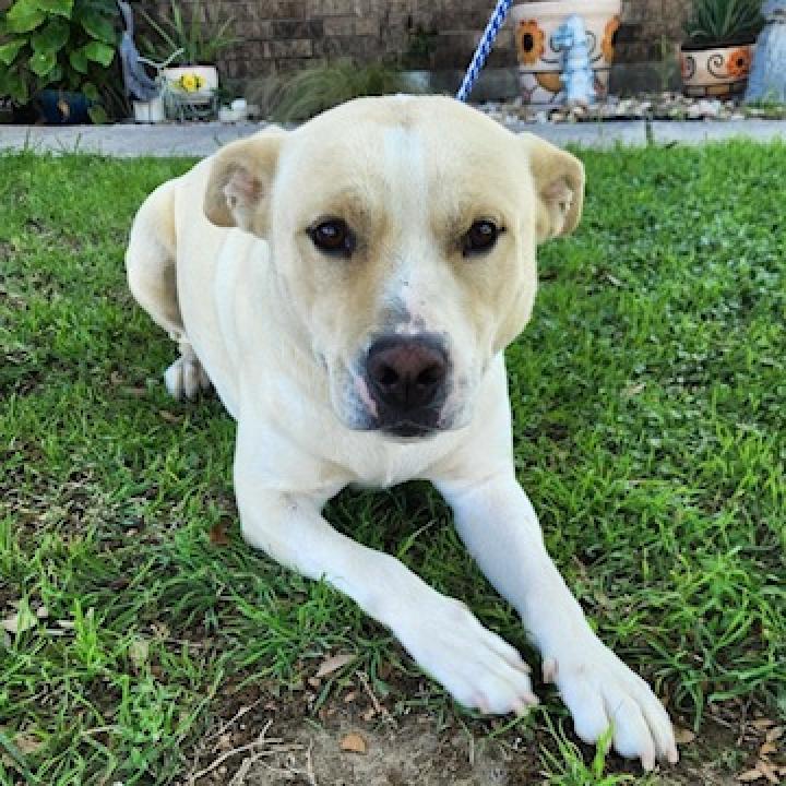 Dog for adoption - Lady SR, a Labrador Retriever Mix in Renton, WA ...