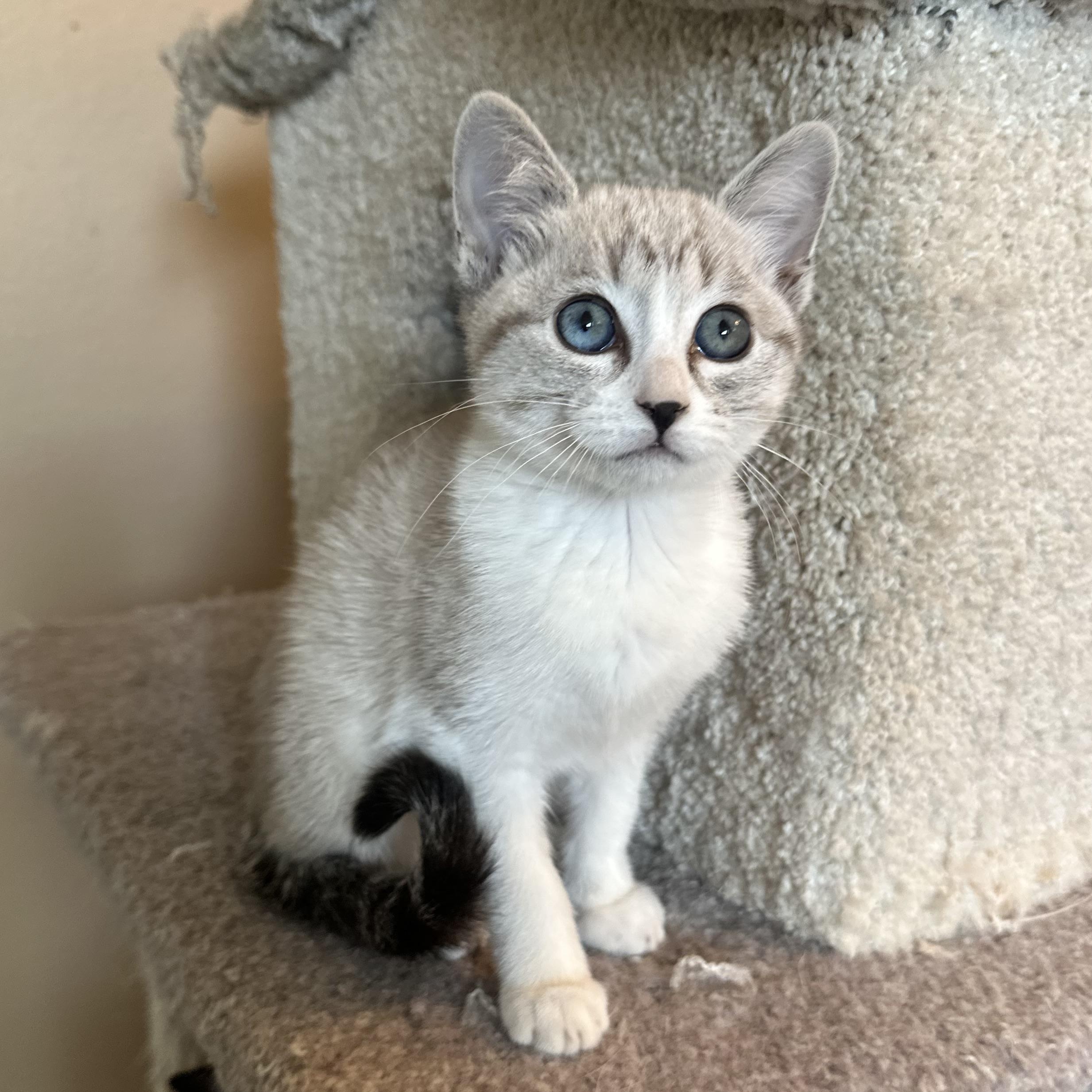 Cat for adoption - Little Love, a Siamese in Glendora, CA | Petfinder