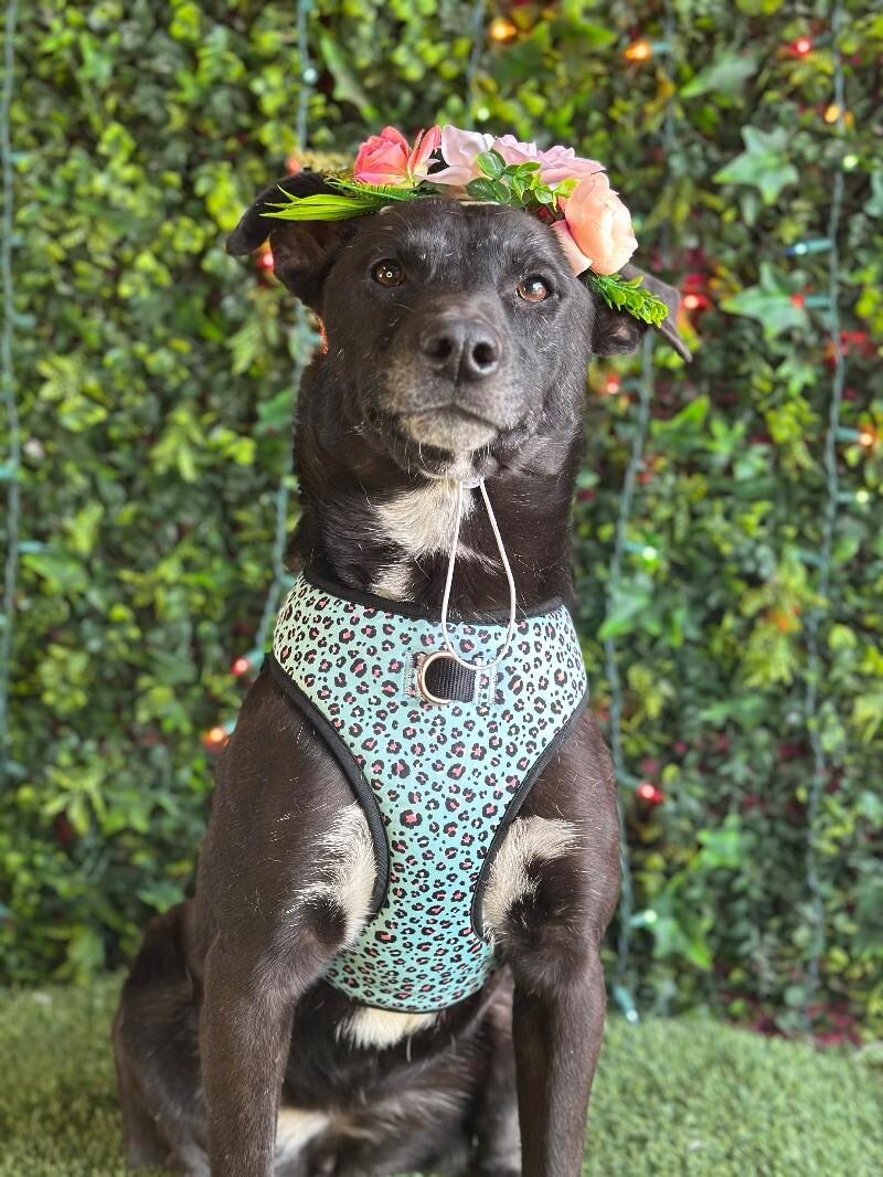 Dog for adoption - Mimi, a Black Labrador Retriever & Shepherd Mix in Roseville, CA | Petfinder