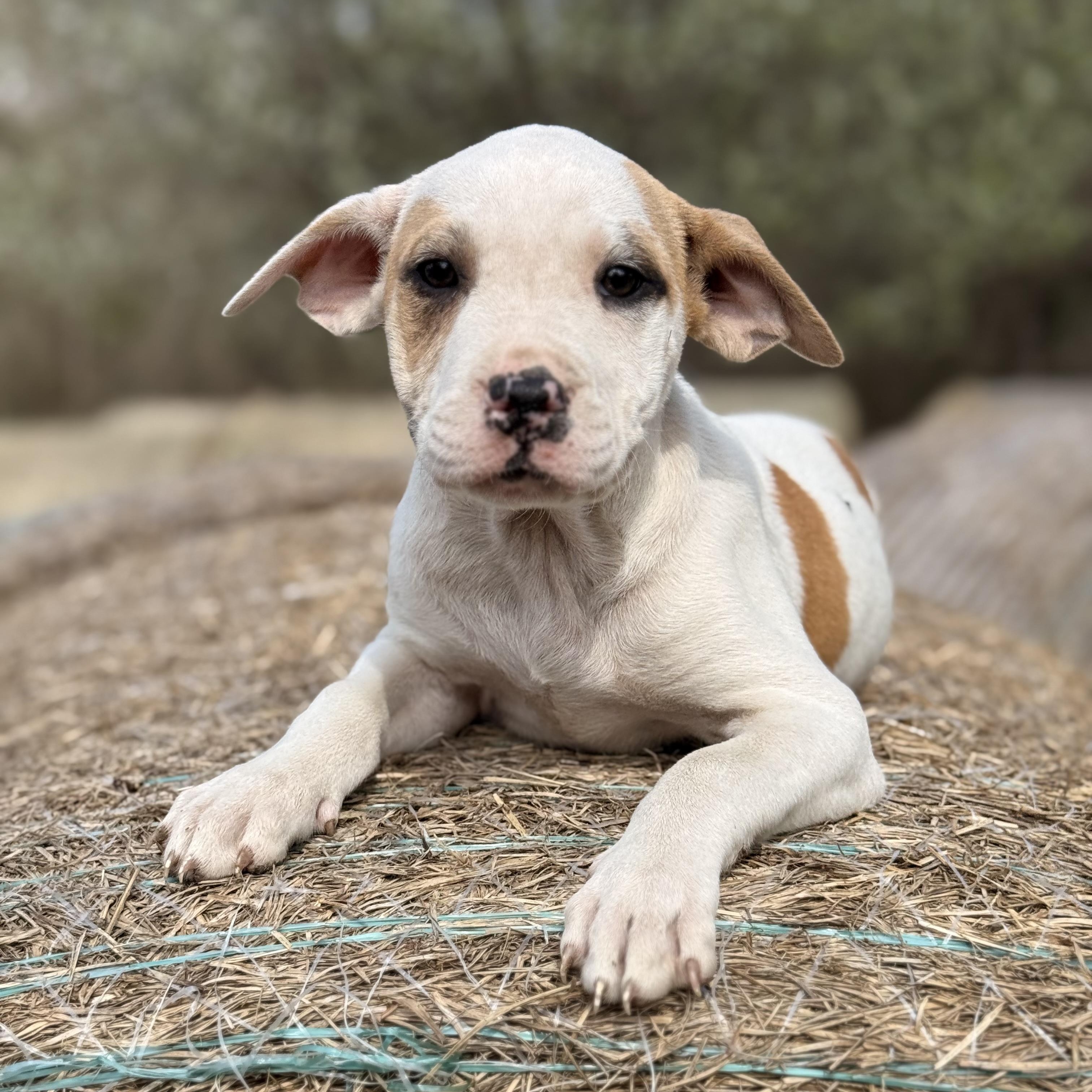 Dog for adoption - Genny, a Pit Bull Terrier in Green Bay, WI | Petfinder