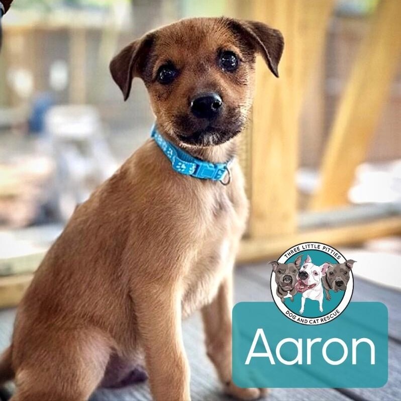 Dog for adoption - Aaron Hatch, a German Shepherd Dog & Labrador ...