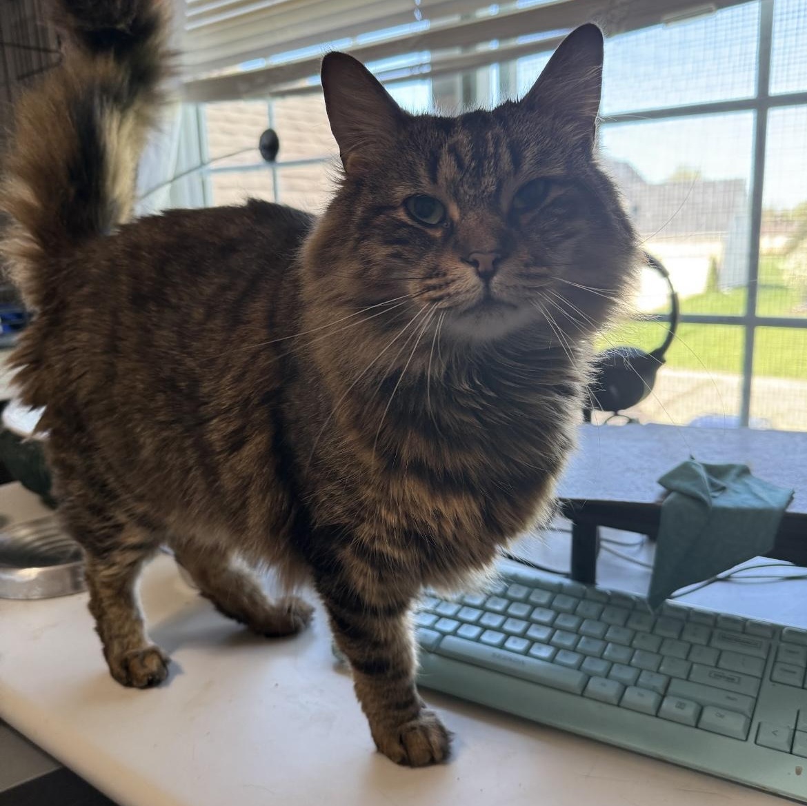 Cat for adoption - Murphy, a Domestic Long Hair in Davison, MI | Petfinder