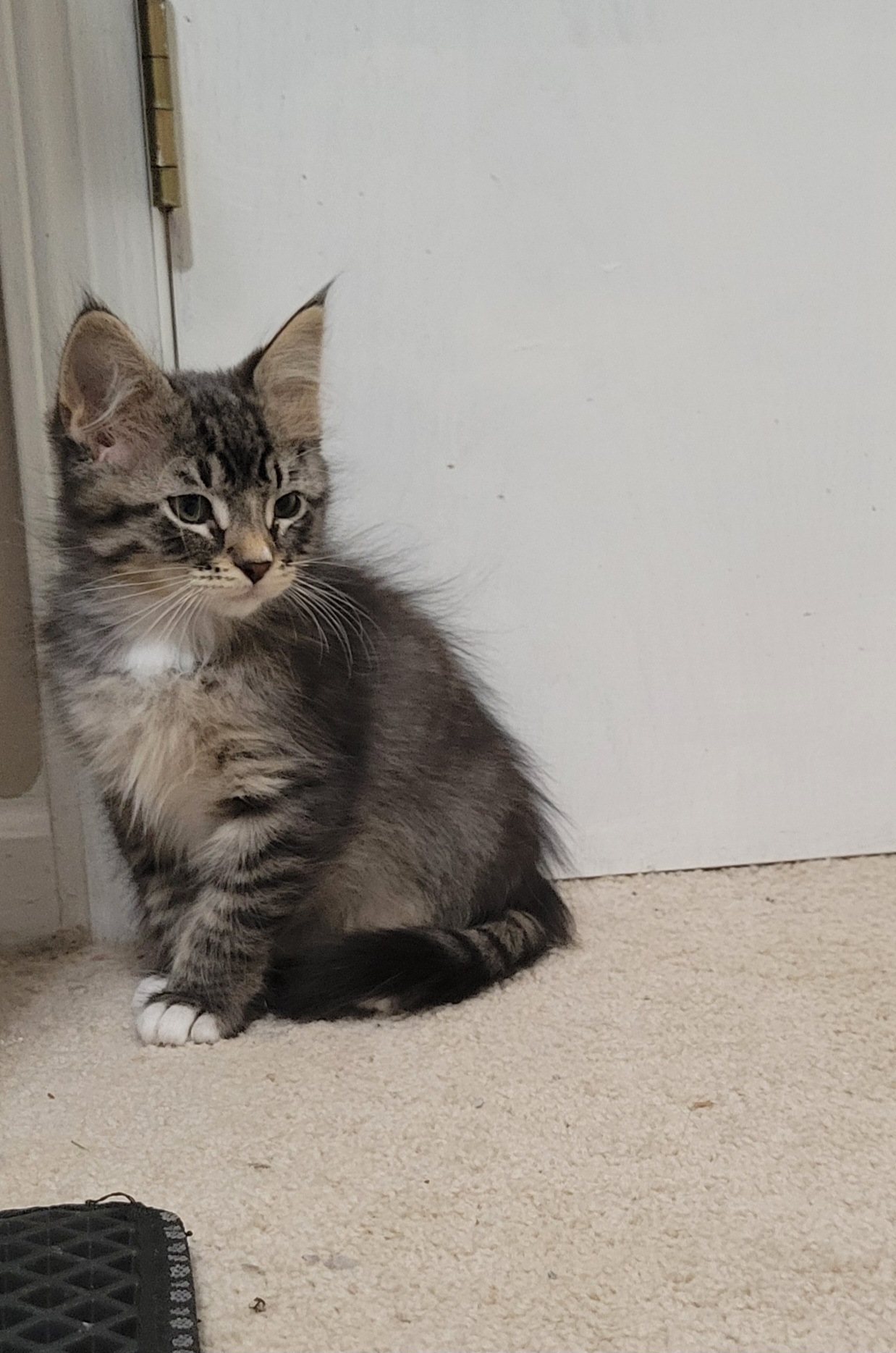 Adopt a Cat MN | Cat Adoption Minnesota | Pet Haven