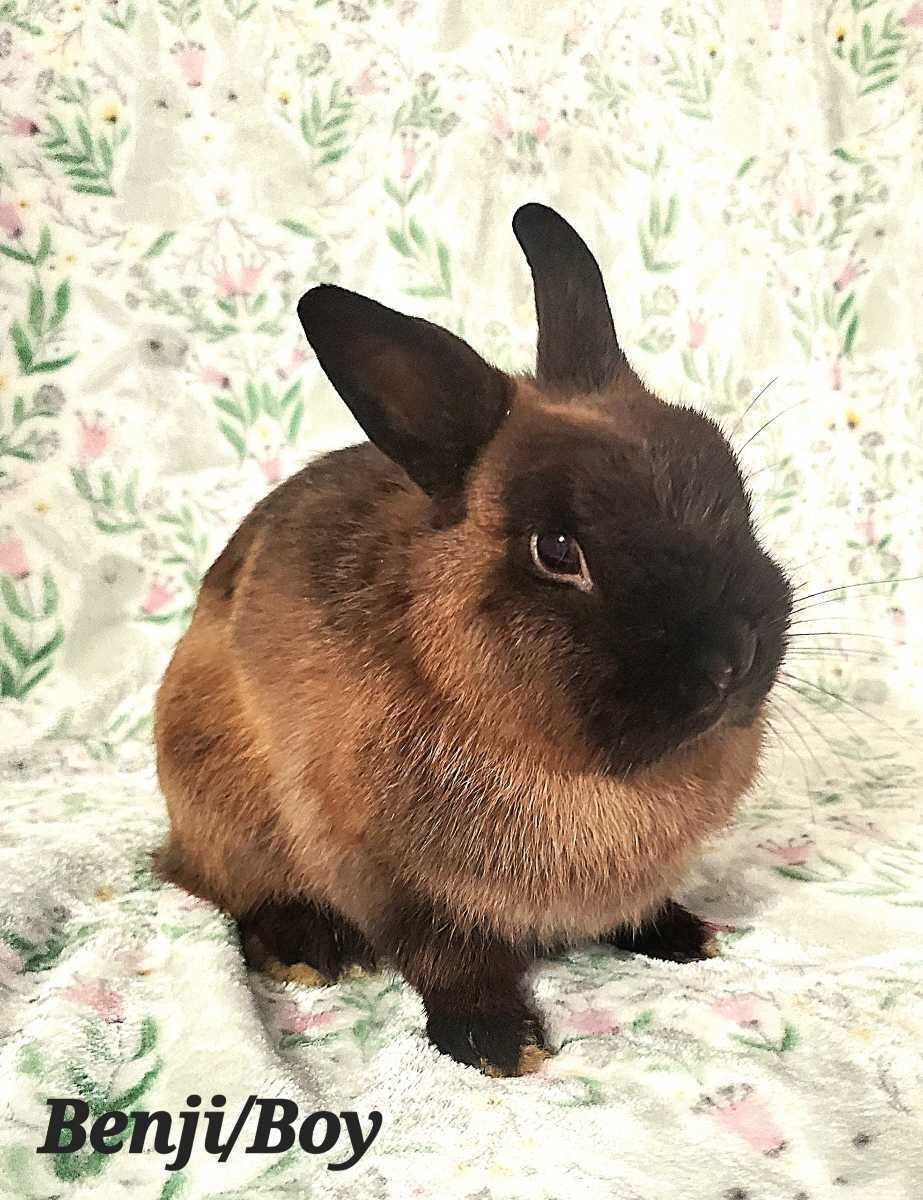 Rabbit for adoption - Benji, a Netherland Dwarf in Eagle, ID | Petfinder