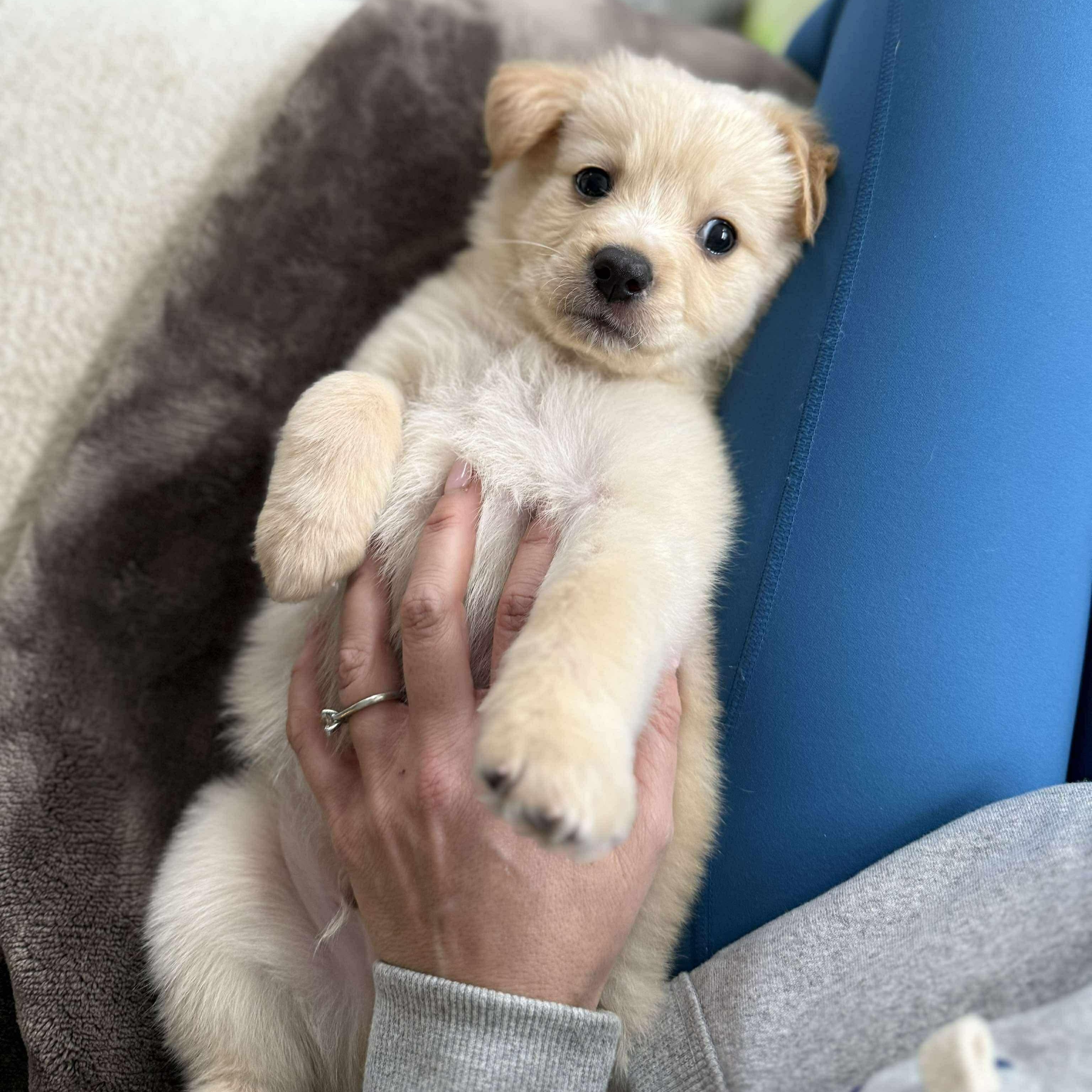Reggie - Adoptable Pet | Petfinder | Petfinder