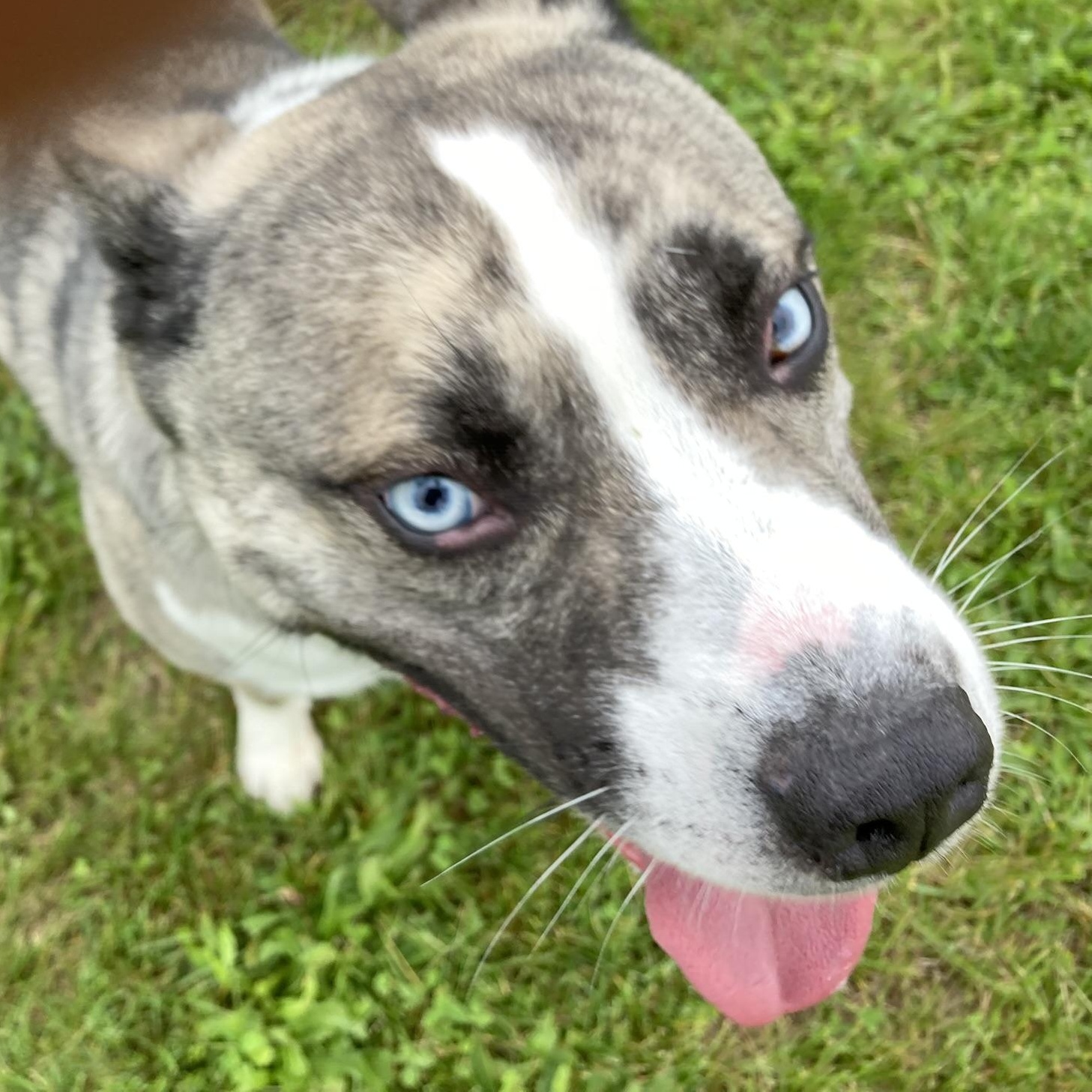 Dog for adoption - TIKO - seriously, look into my eyes, a Husky Mix in ...