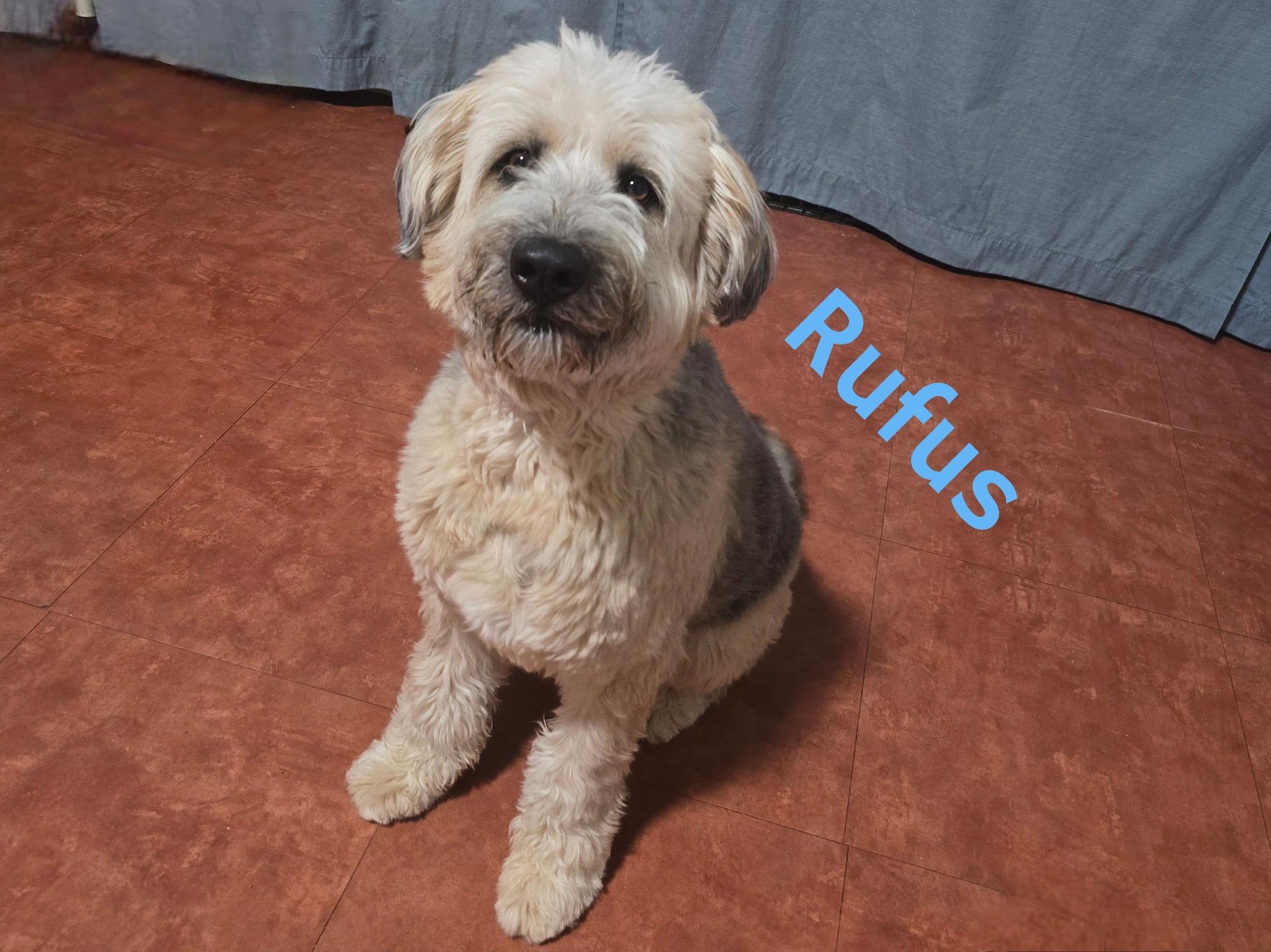 Dog for adoption - Rufus (aka Fuzzy), a Mixed Breed in Joliet, IL ...