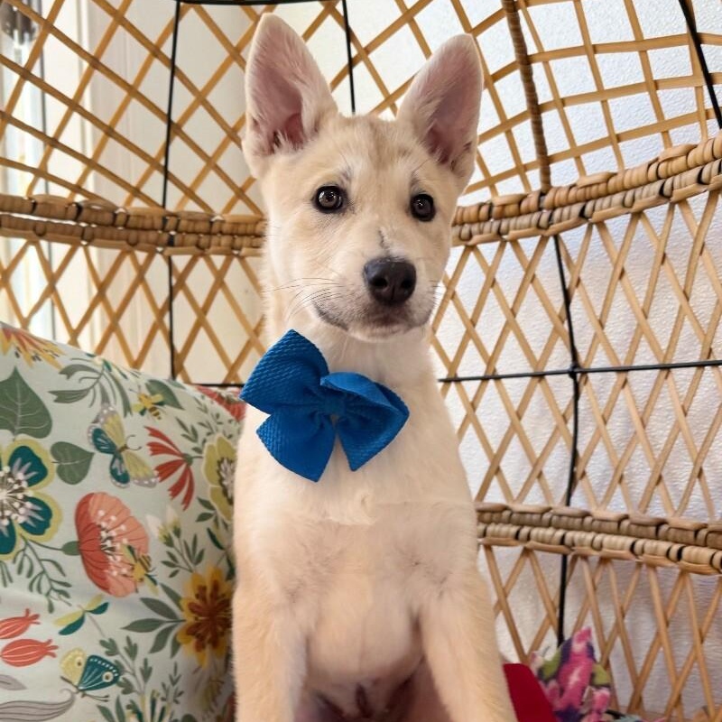 Dog for adoption - Chloe Fluffaluffagus, a Husky & Shepherd Mix in ...