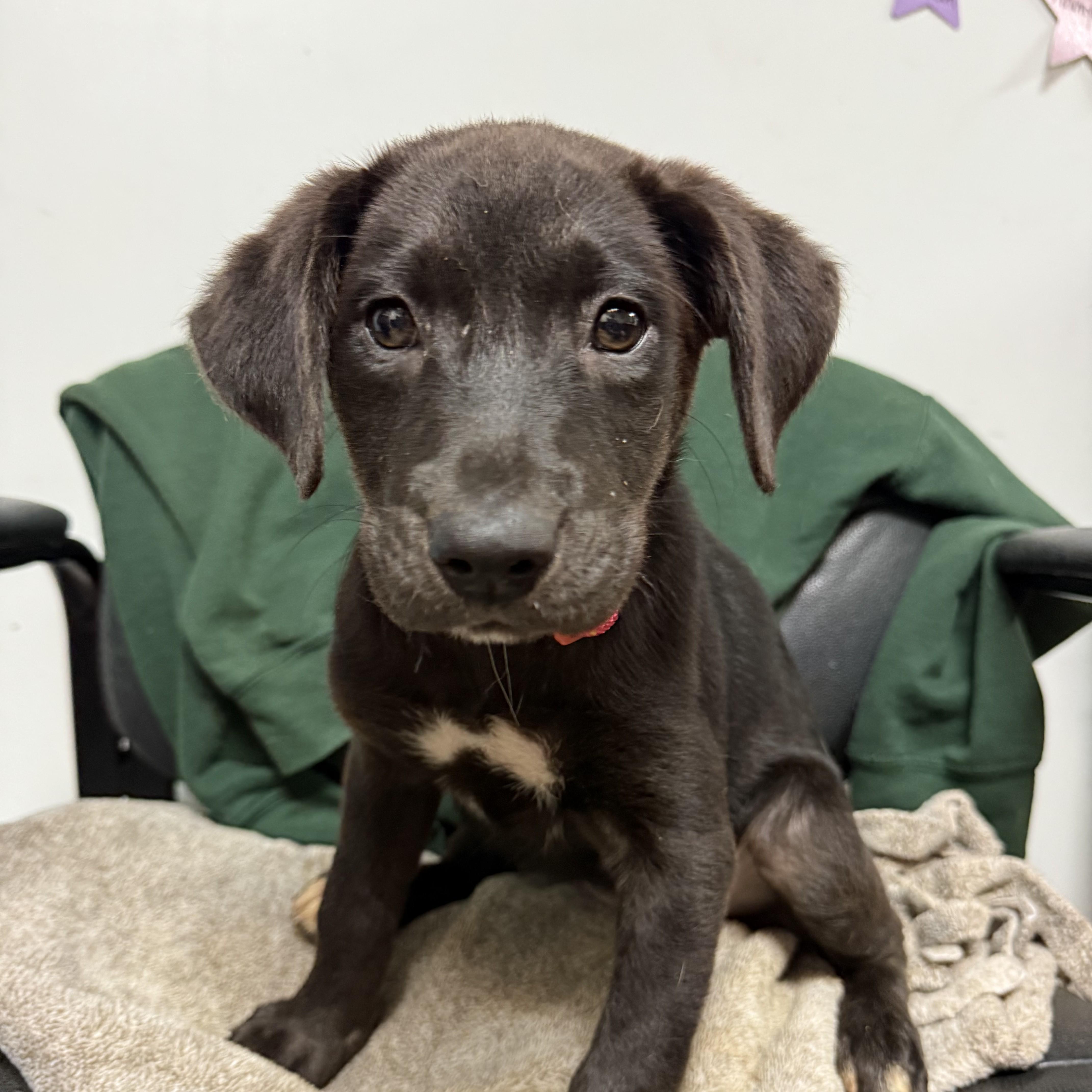 Dog for adoption - Nightingale, a Labrador Retriever Mix in West ...
