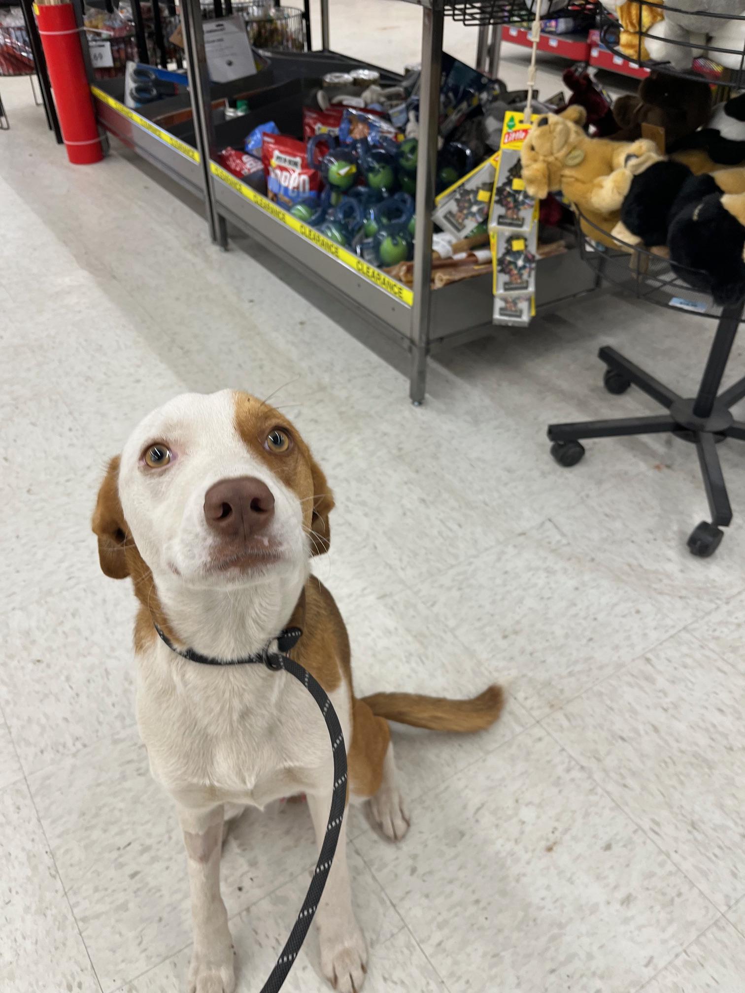 Dog for adoption - Ginger, a Labrador Retriever & Pointer Mix in ...