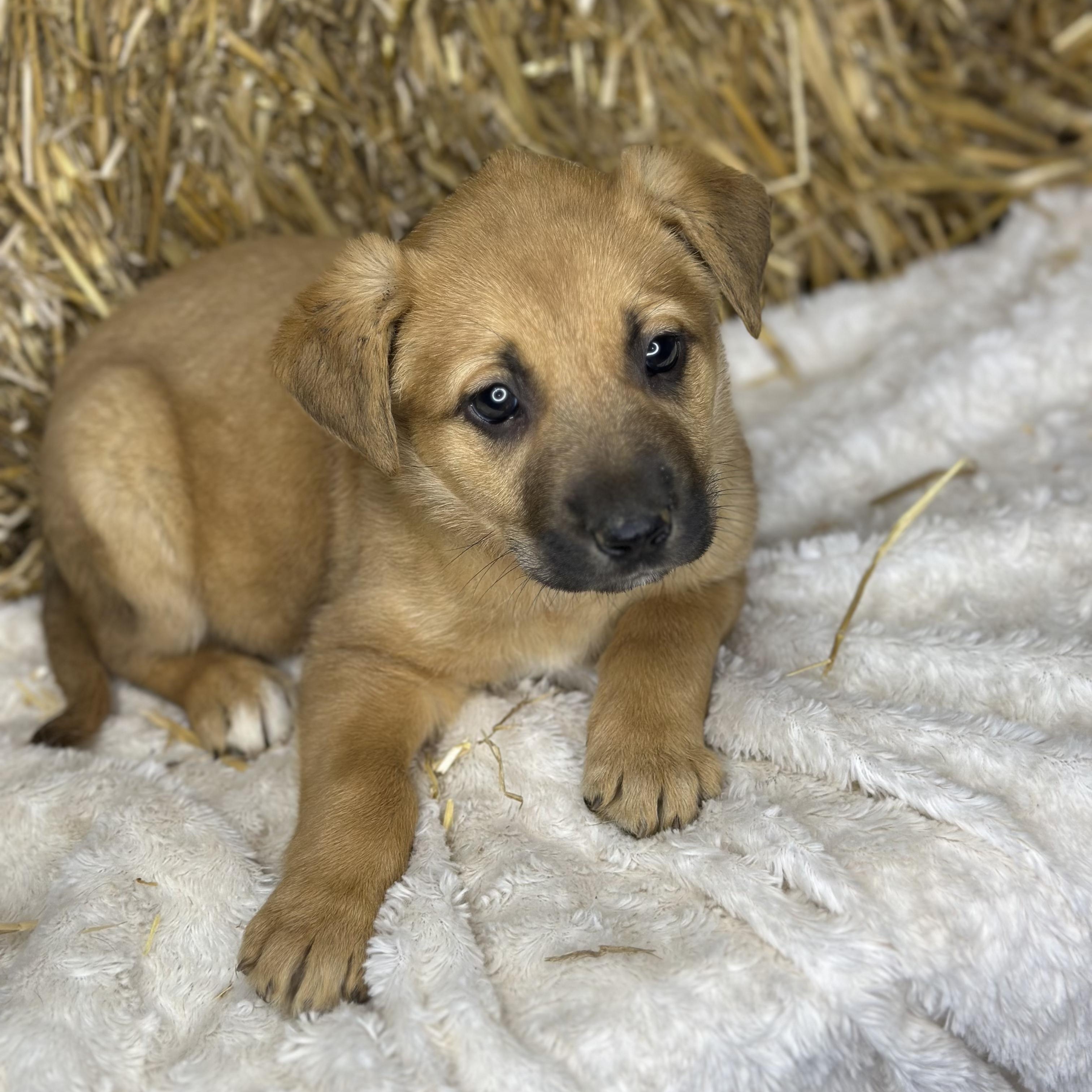 Dog for adoption - willow, a Black Mouth Cur & Labrador Retriever Mix ...
